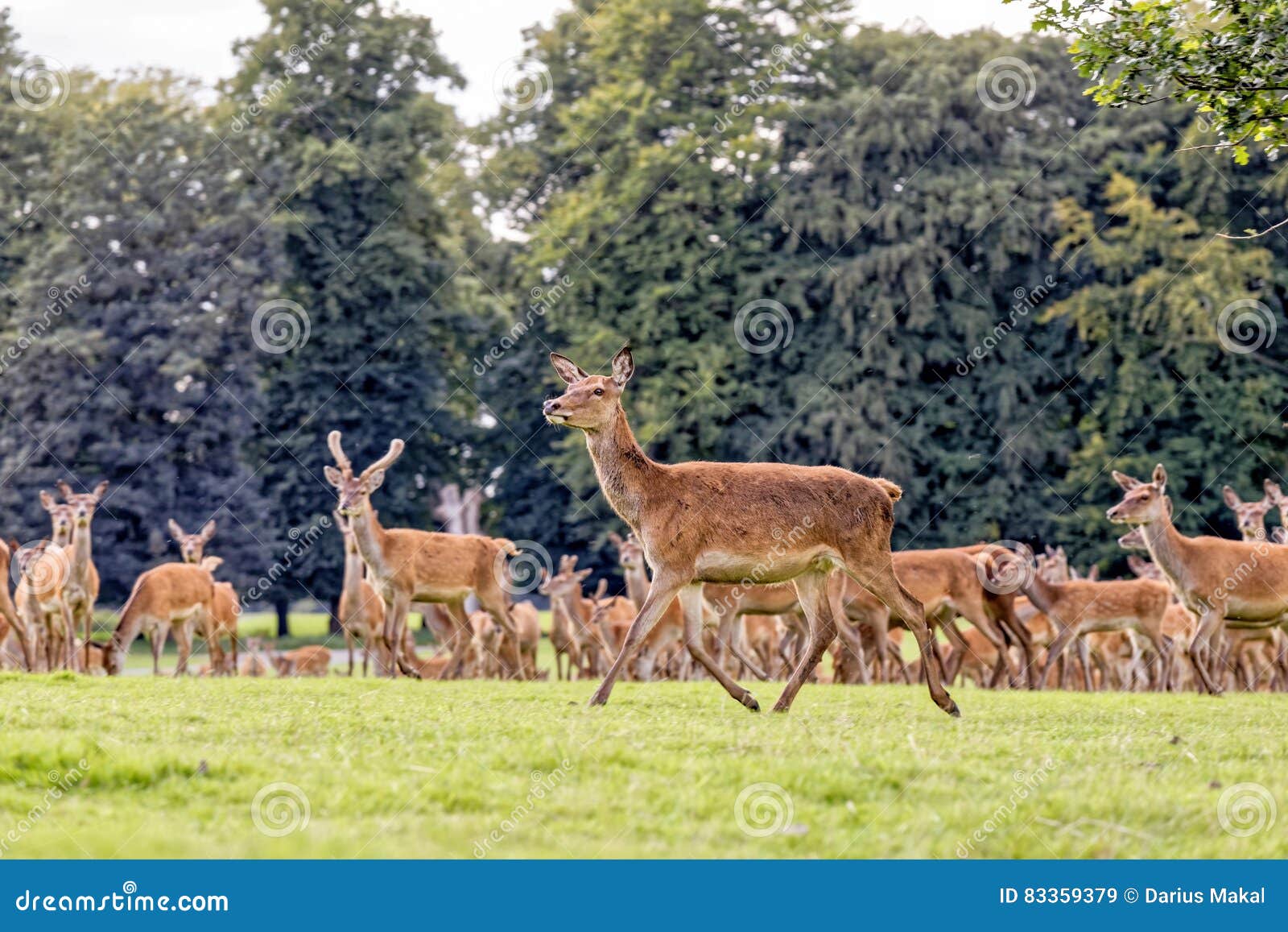 Deer in woodlands stock image. Image of family, korean - 83359379