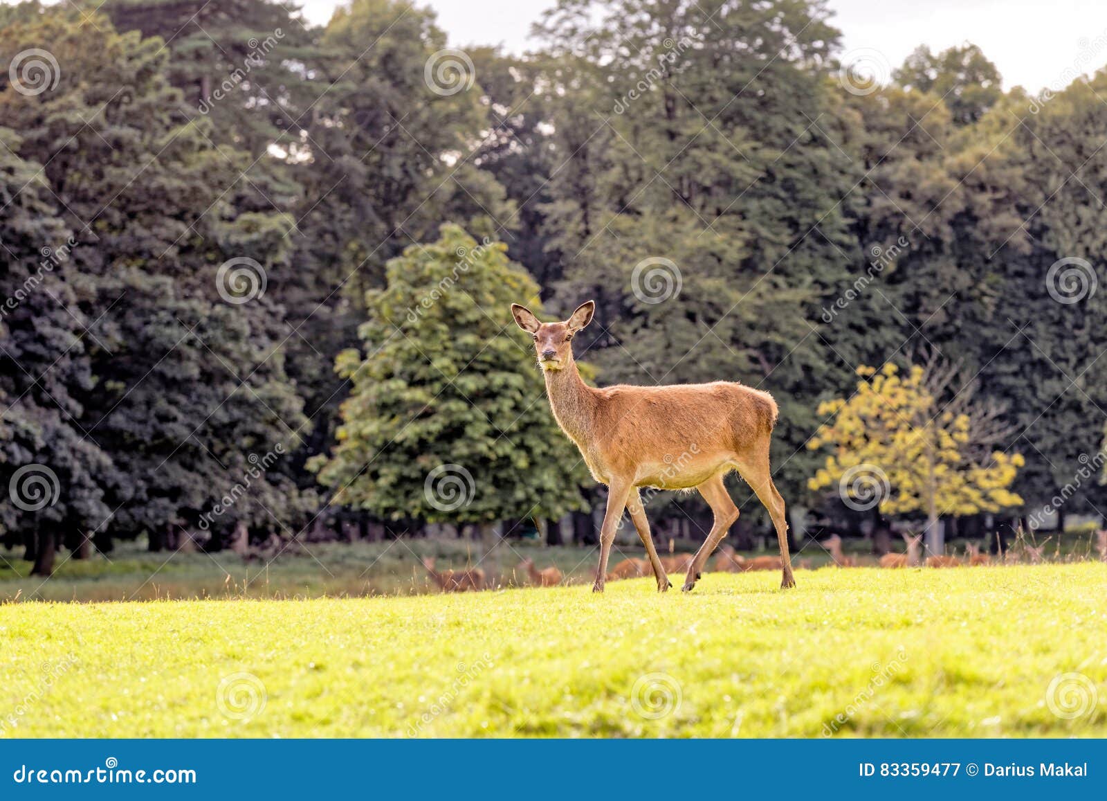 Deer in woodlands stock image. Image of leicester, environmental - 83359477