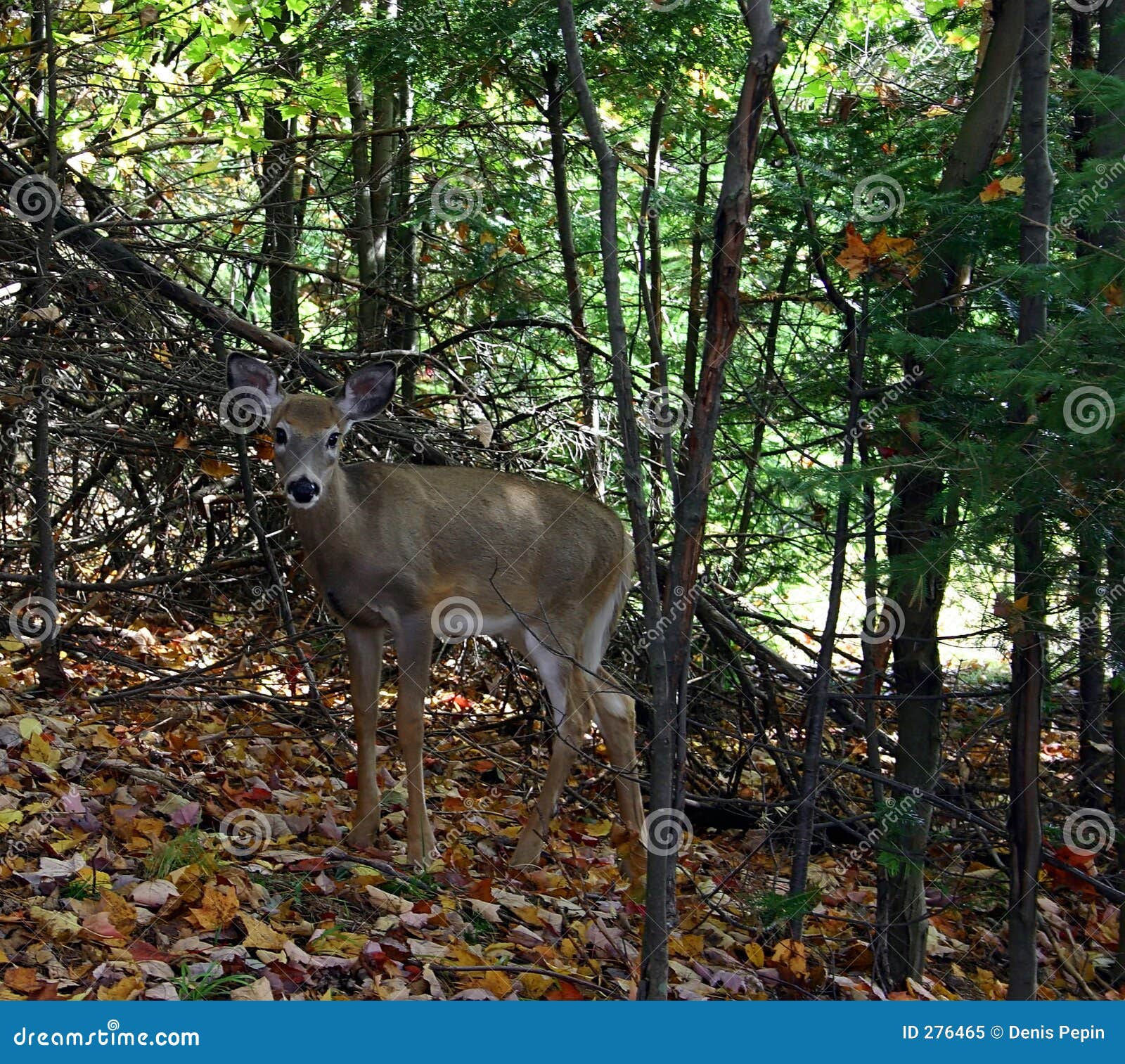 Deer in the Woods stock image. Image of animal, mammal - 276465