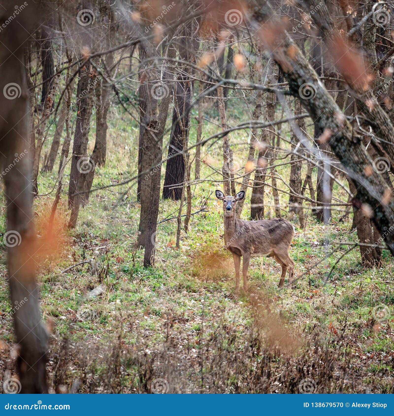 Deer in the woods in fall stock photo. Image of wildlife - 138679570