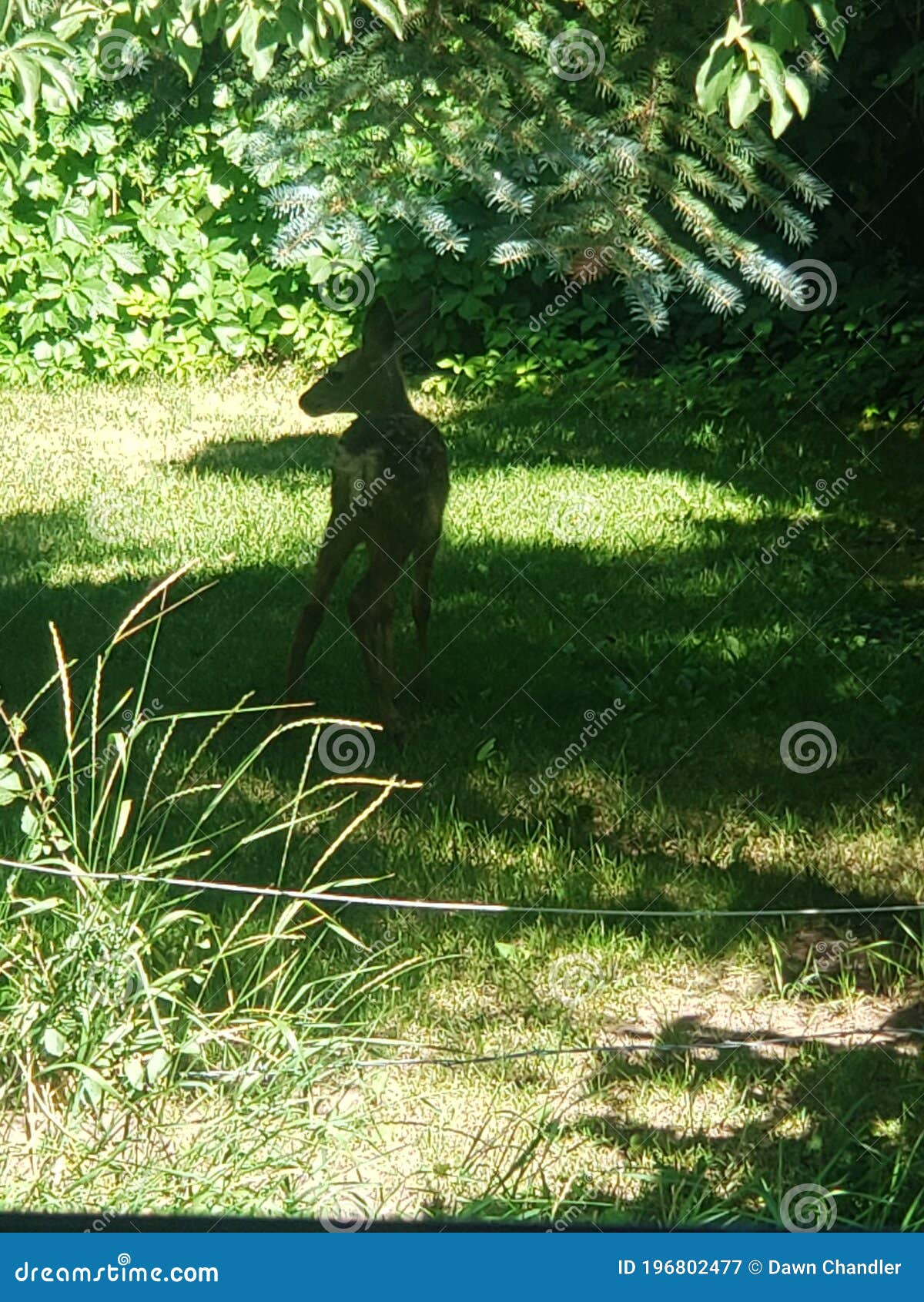 Deer in yard in shadow stock image. Image of deciduous - 196802477