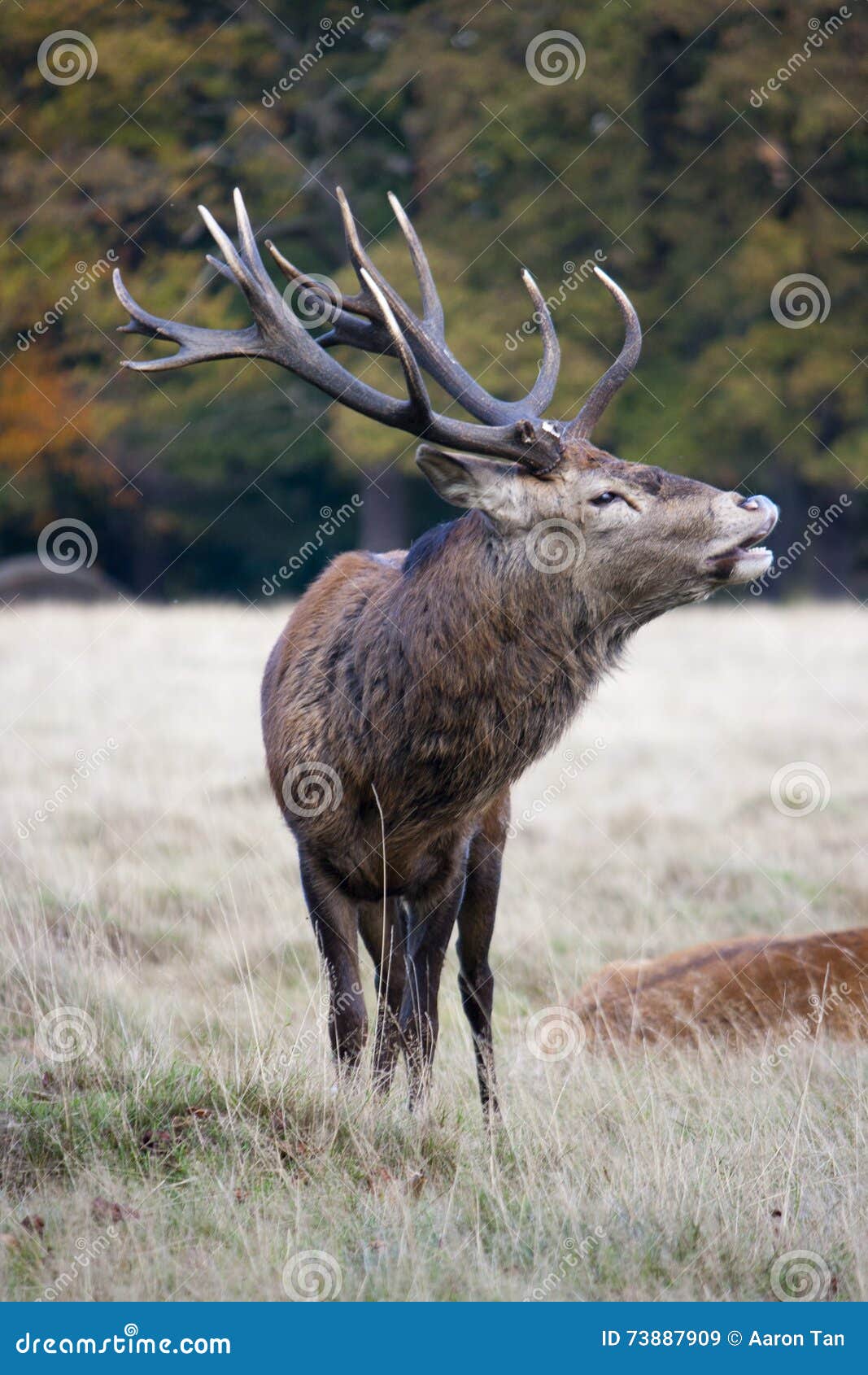 Deer stock image. Image of wild, animal, season, deer - 73887909