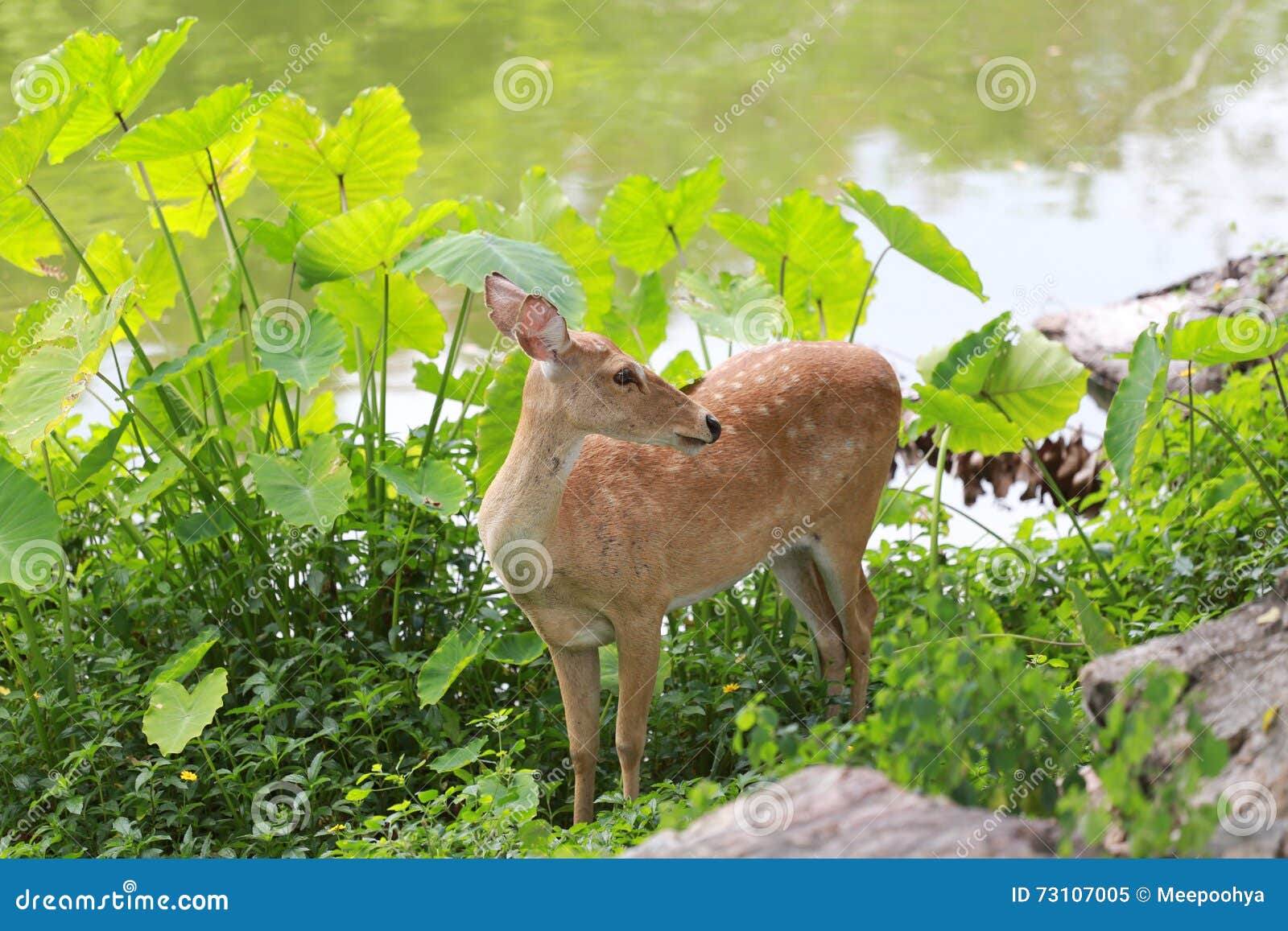 Deer or Young Hart Animal in the Forest. Stock Image - Image of female ...