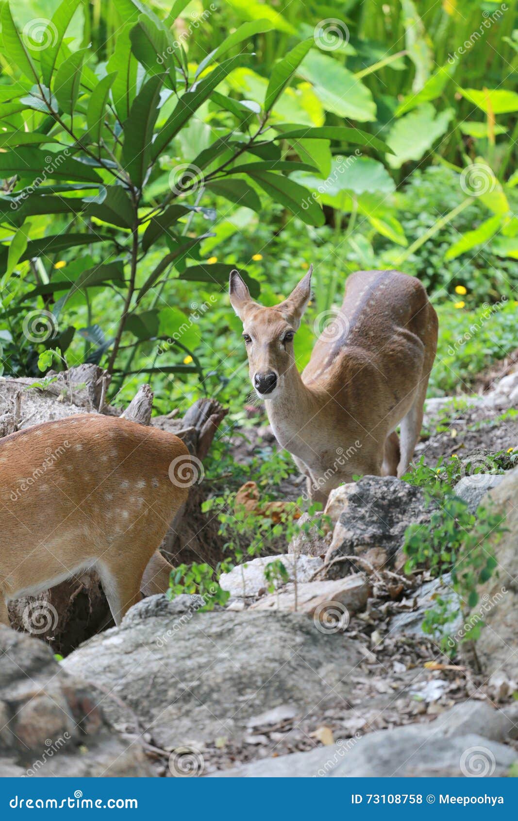 Deer or Young Hart Animal in the Forest. Stock Photo - Image of wild ...