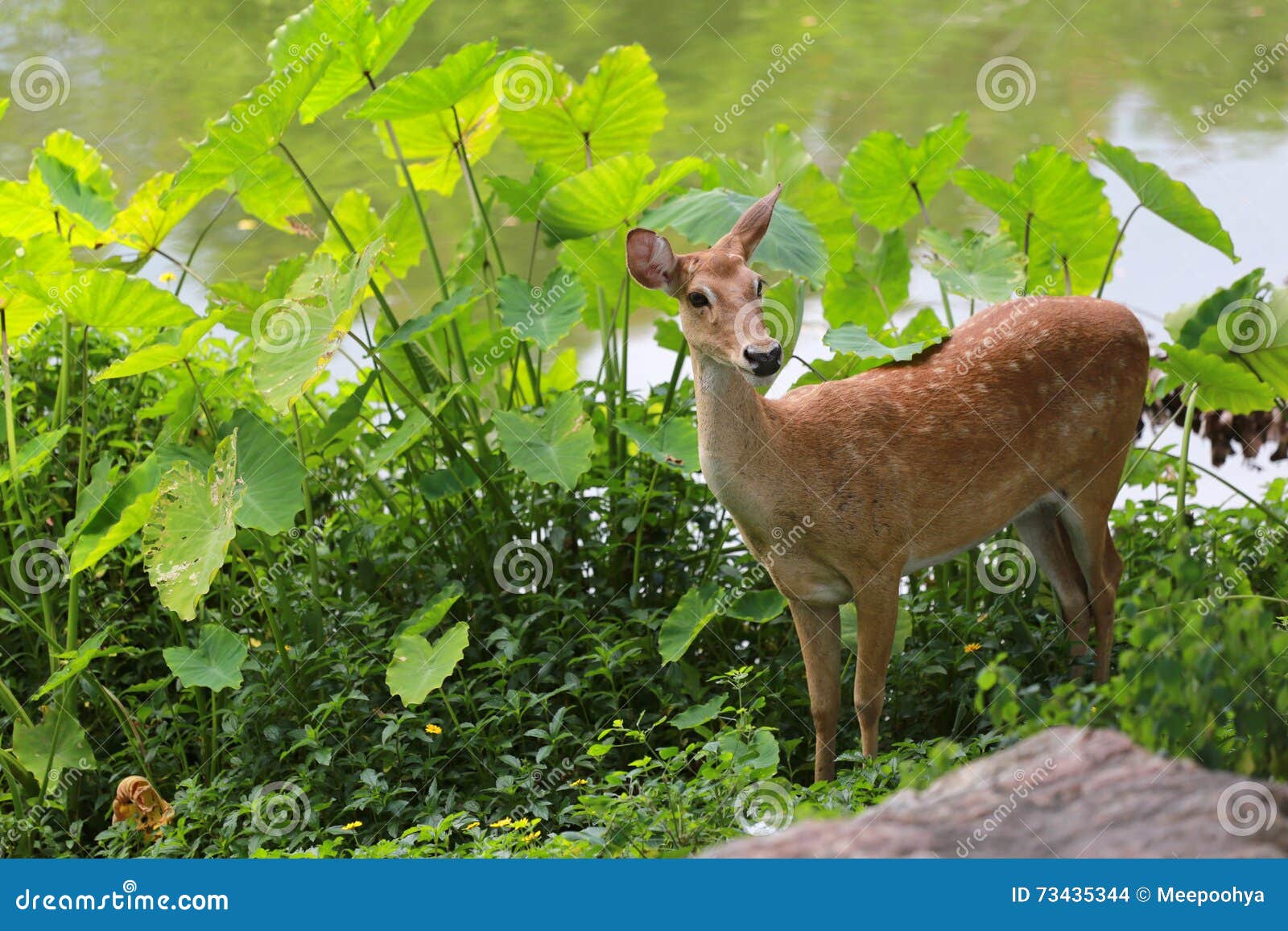 Deer or Young Hart Animal in the Forest. Stock Photo - Image of hart ...