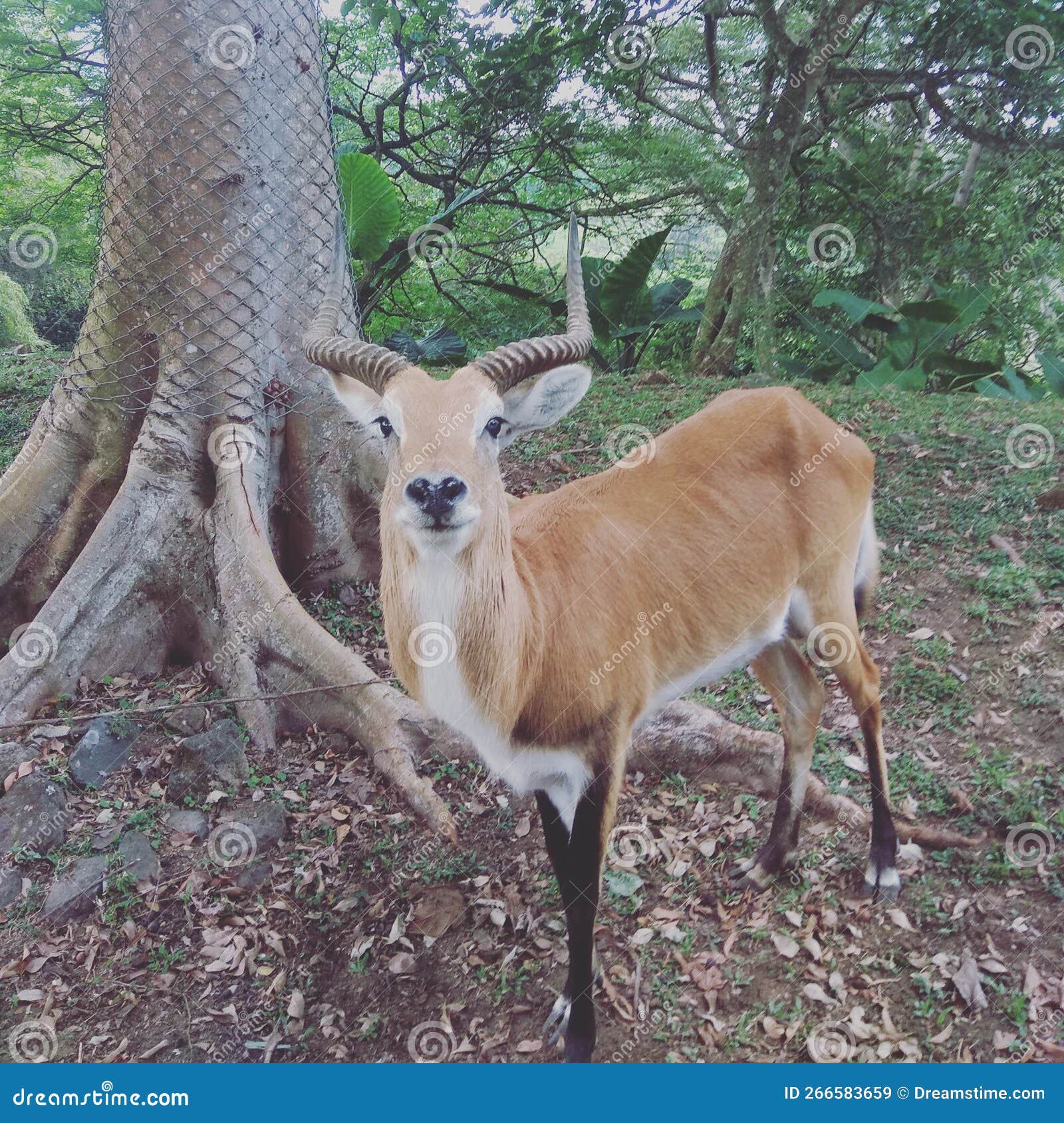 Deer at zoo stock image. Image of prairie, herd, nature - 266583659