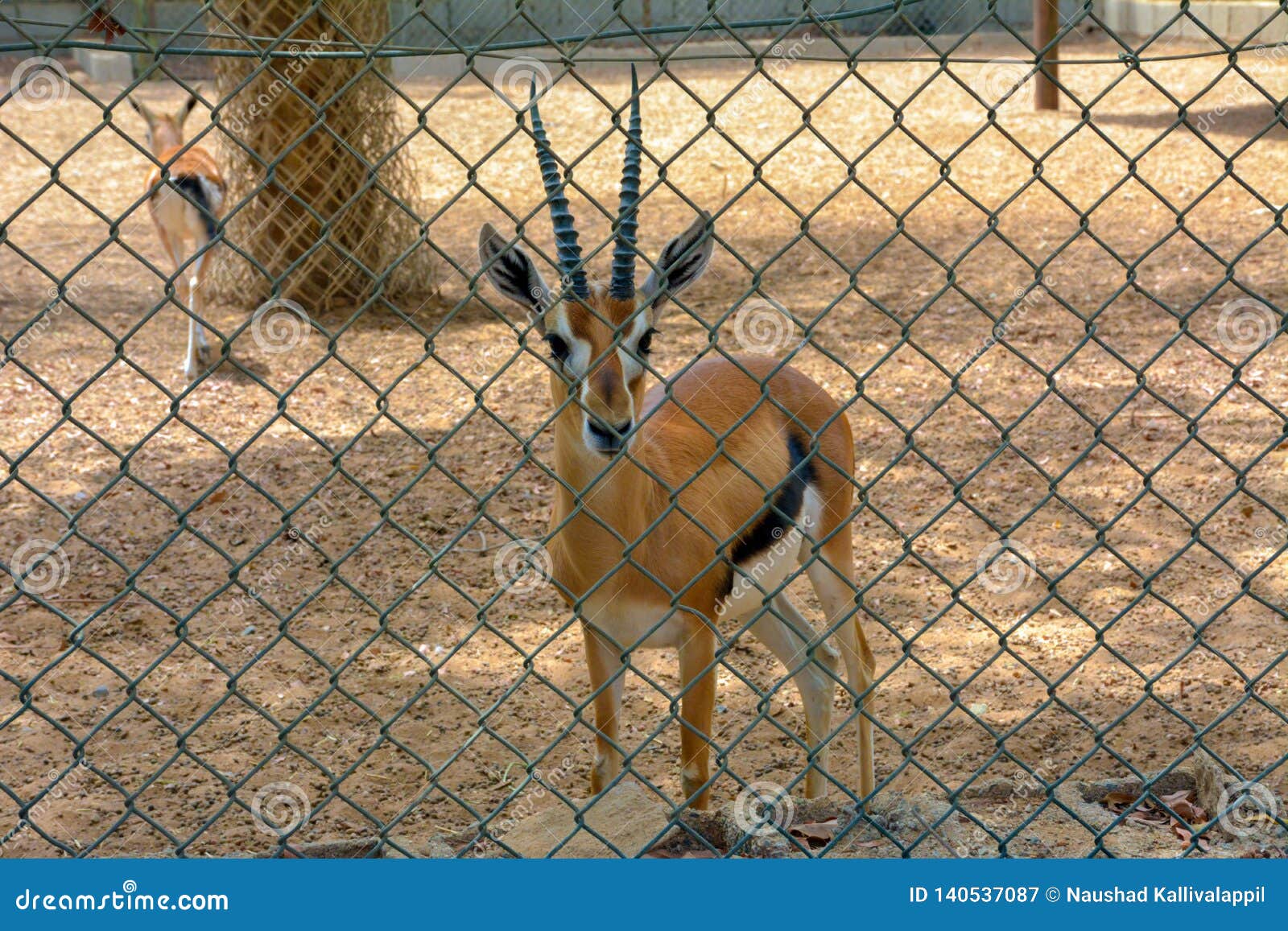 Deer in zoo stock image. Image of antlers, buck, field - 140537087