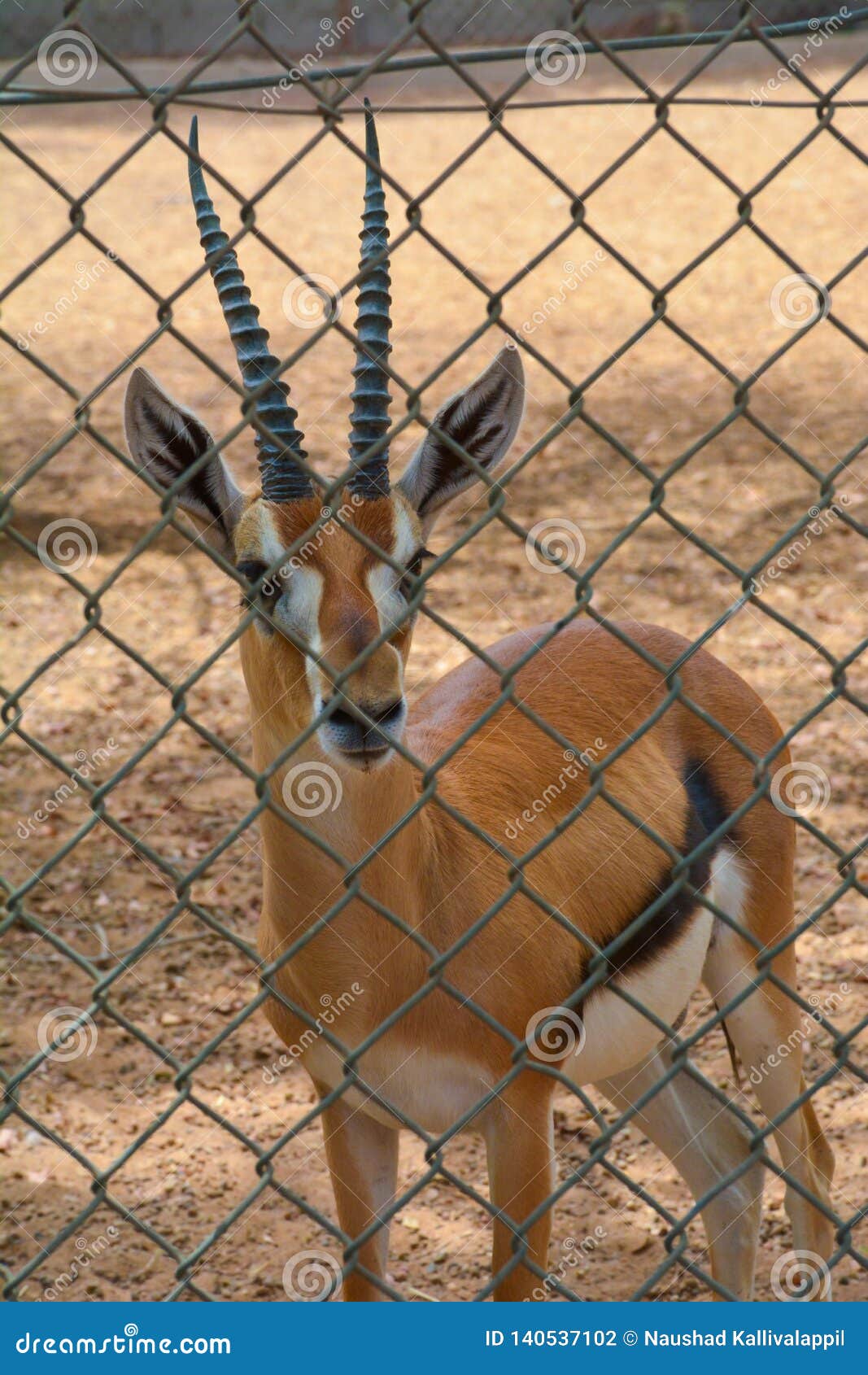 Deer in zoo stock photo. Image of outdoors, graphic - 140537102