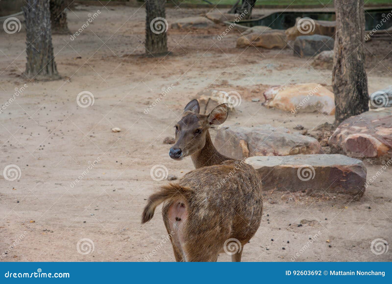 A Deer in Zoo and Looking Back Side Stock Photo - Image of back, farm ...