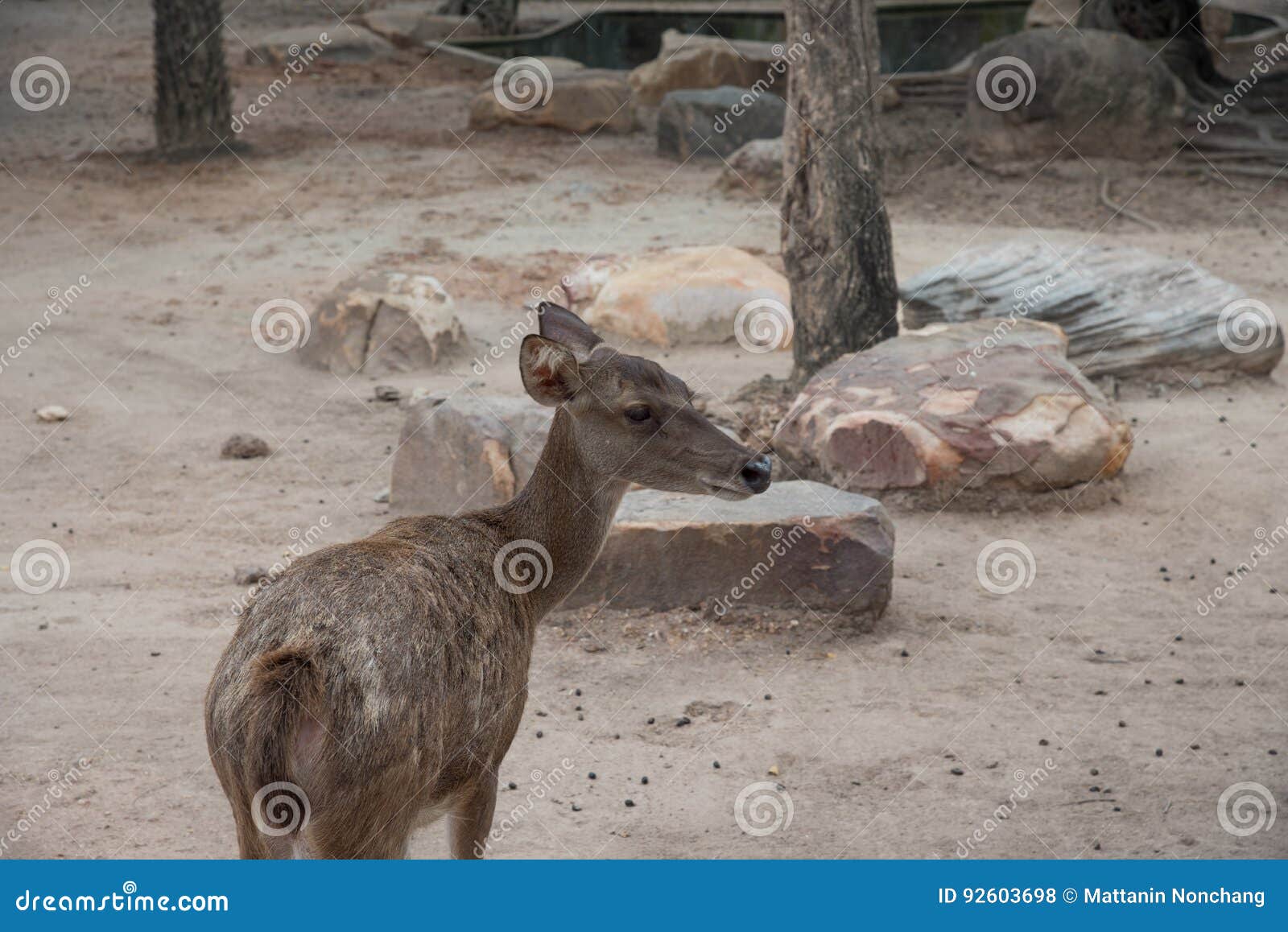 A Deer in Zoo and Looking Back Side Stock Photo - Image of cockerel ...