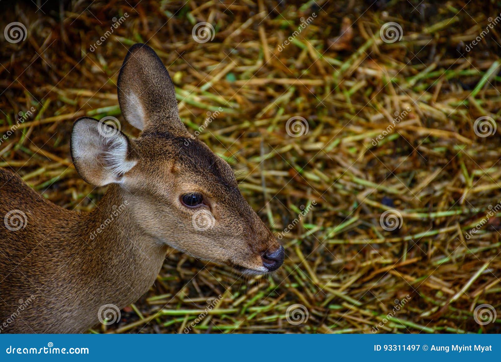 Portrait photo of deer stock image. Image of horns, animal - 93311497