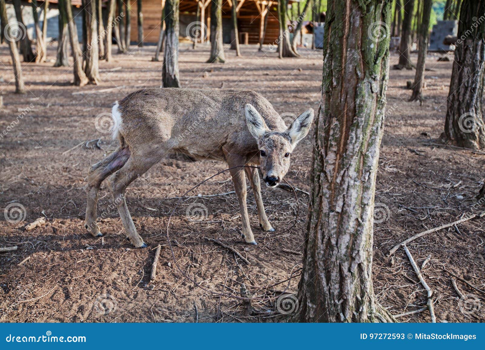 Deer in ZOO at Natural Environment Stock Image - Image of wild, deer ...