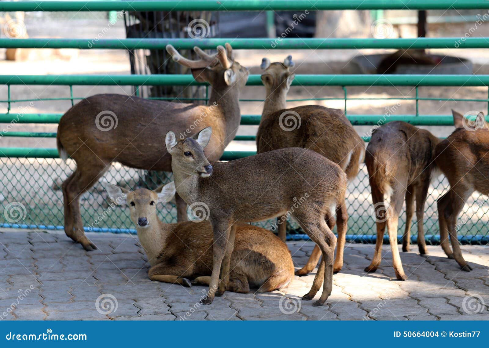 Deer in the zoo stock photo. Image of background, silhouette - 50664004