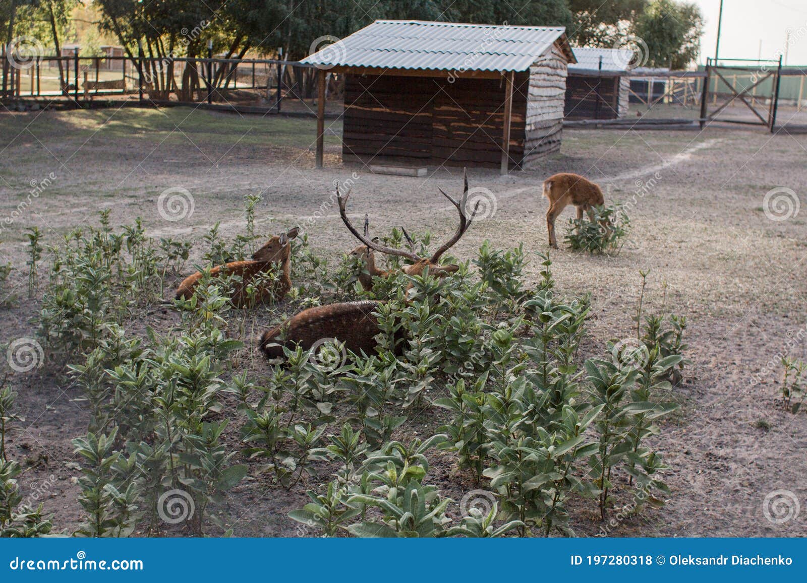Deer in the Zoo Sleep in the Bushes Stock Photo - Image of bush, mother ...