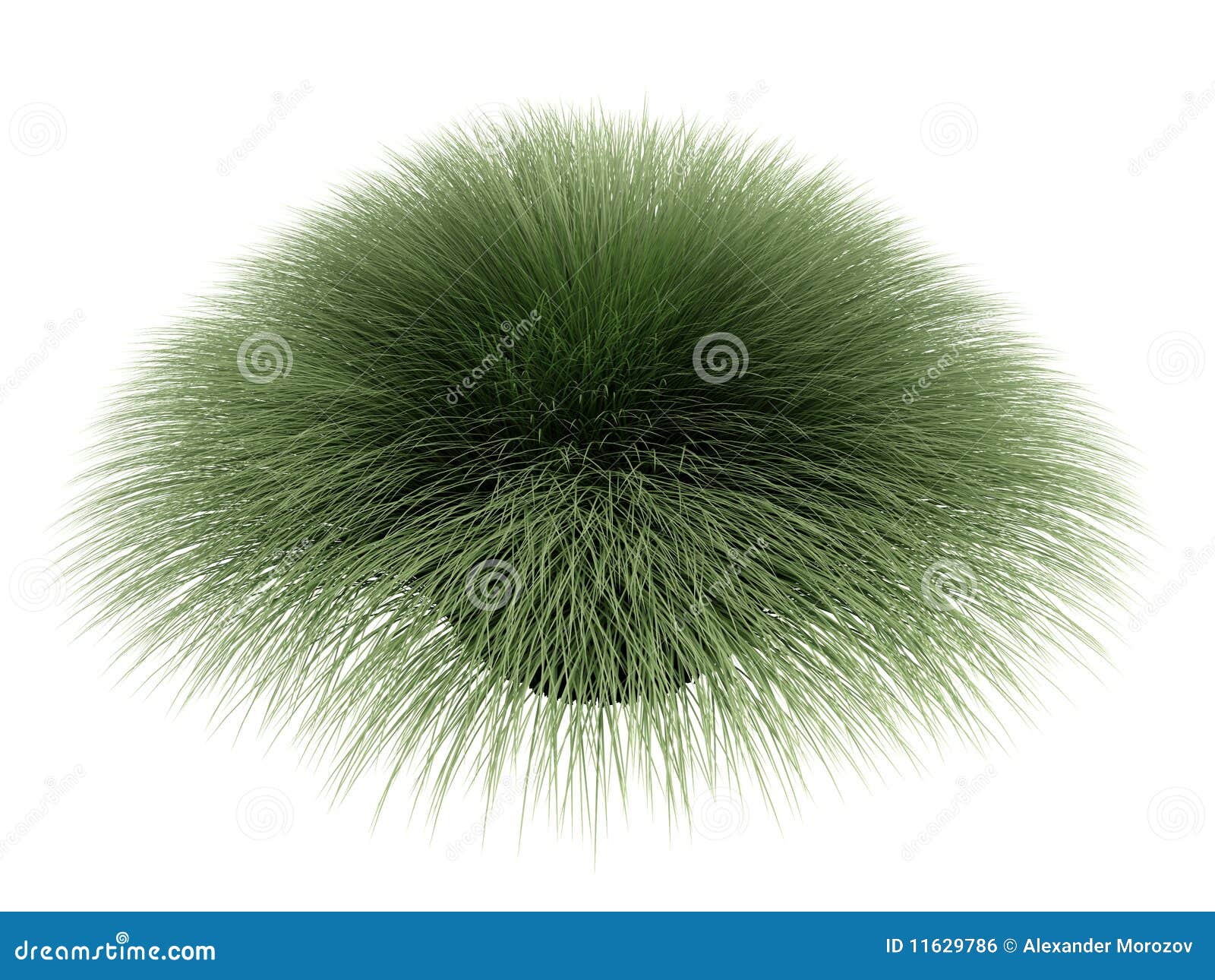Deergrass_(Muhlenberga_rigens) Stock Illustration - Illustration of ...