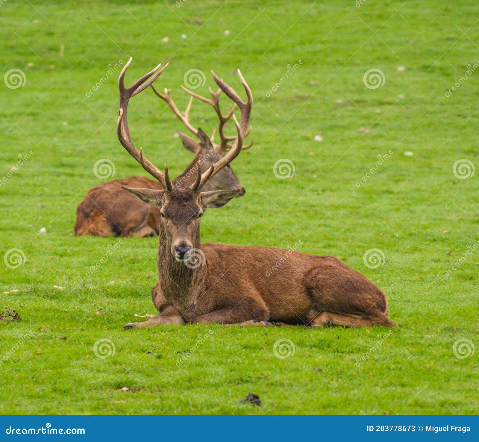 Deers Chilling in the Grass Stock Image - Image of endangered, wild ...