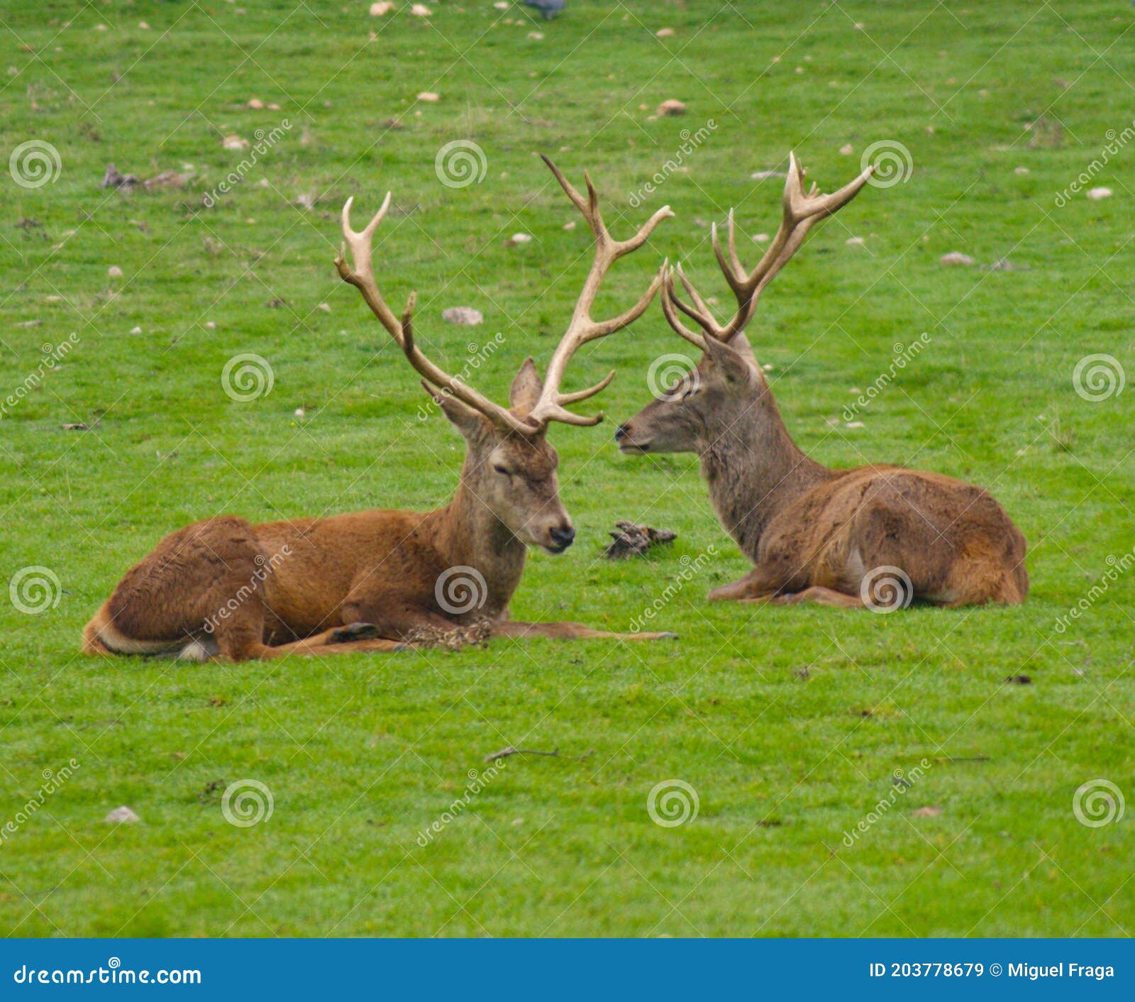 Deers Chilling in the Grass Stock Image - Image of iran, eventoed ...