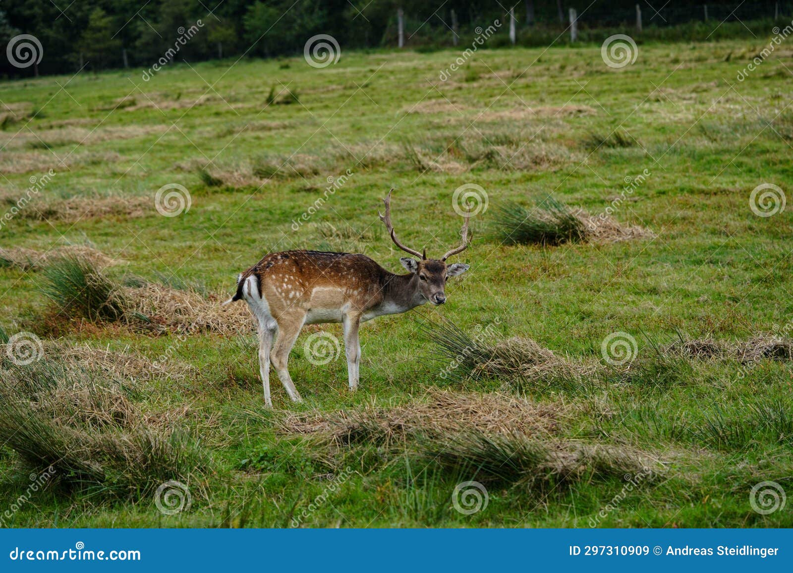 Deers in Denmark stock image. Image of buck, meadow - 297310909