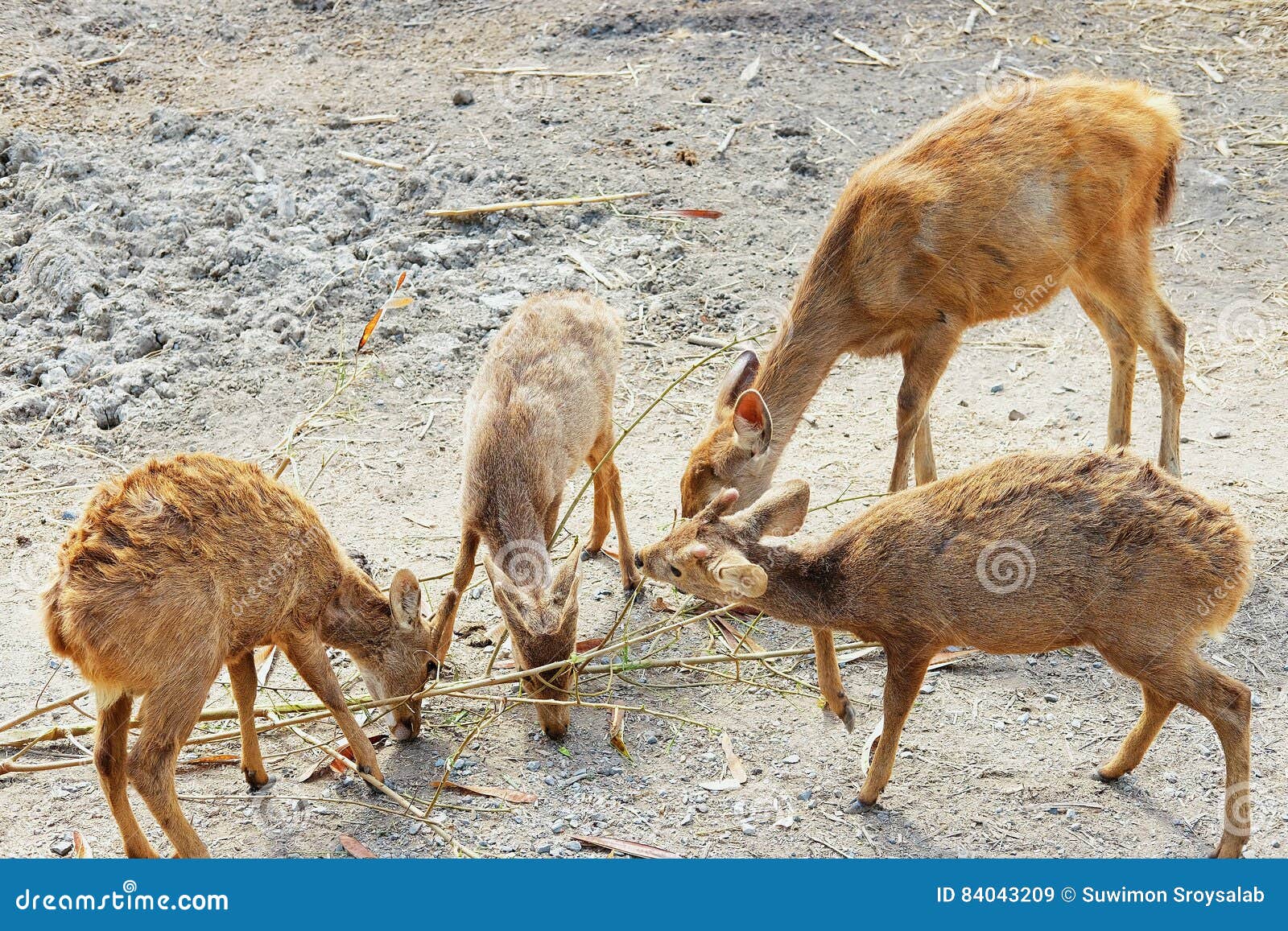 Deers Eating Grass in the Forest Stock Image - Image of forest, deers ...