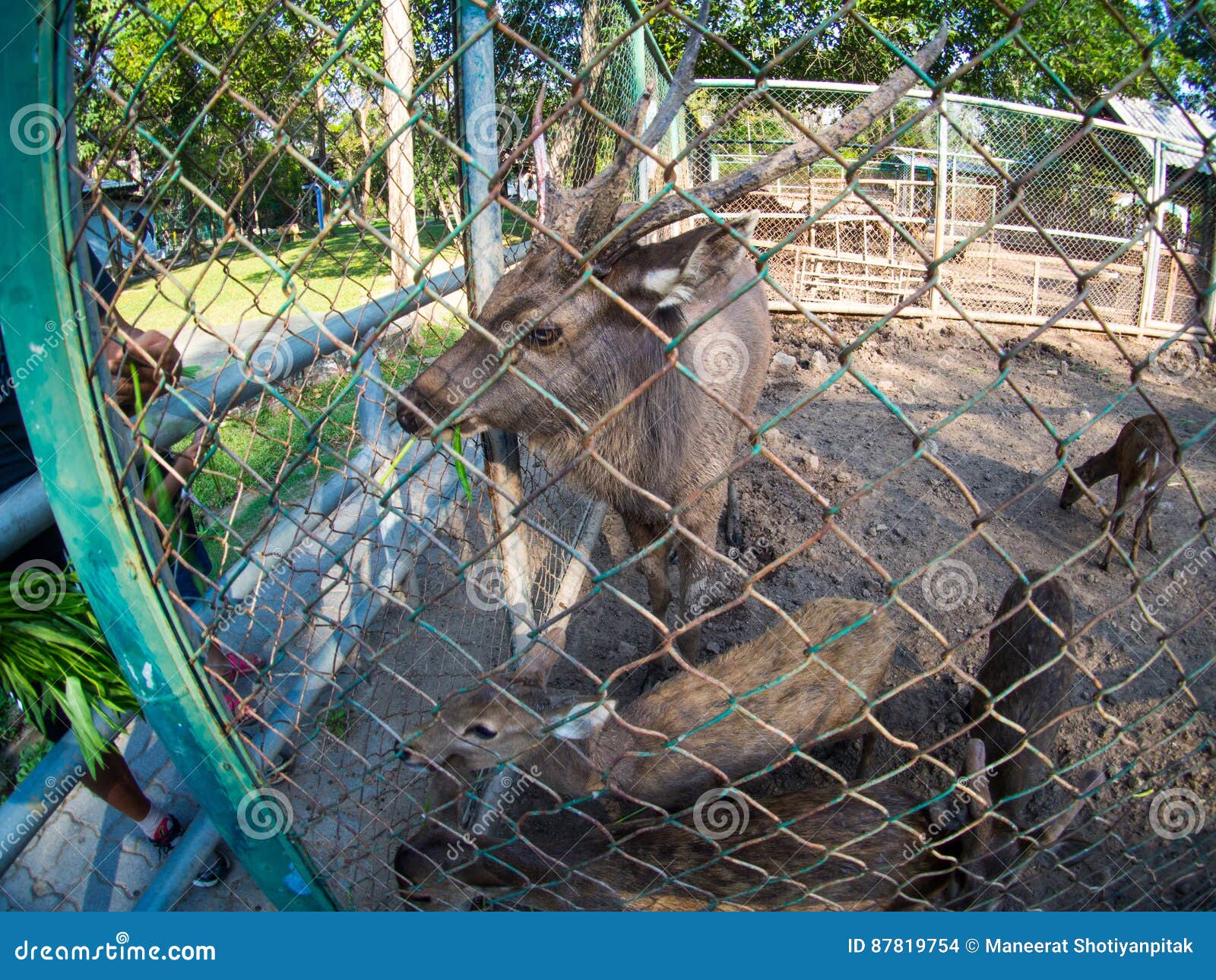 Deers enclosed in a fence stock photo. Image of bright - 87819754