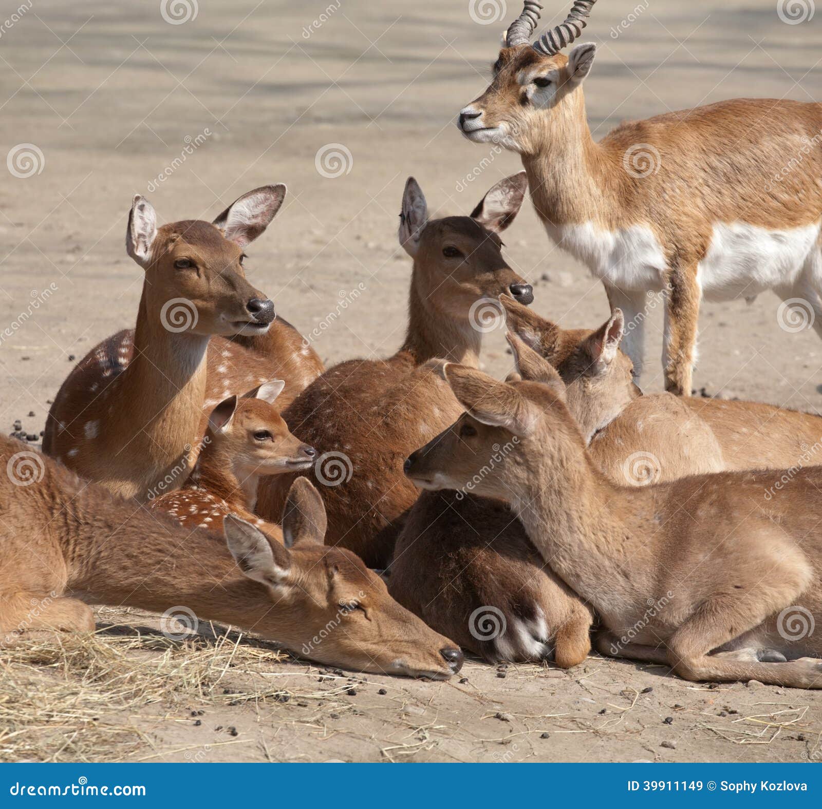 Deers family stock image. Image of rest, deer, outdoor - 39911149