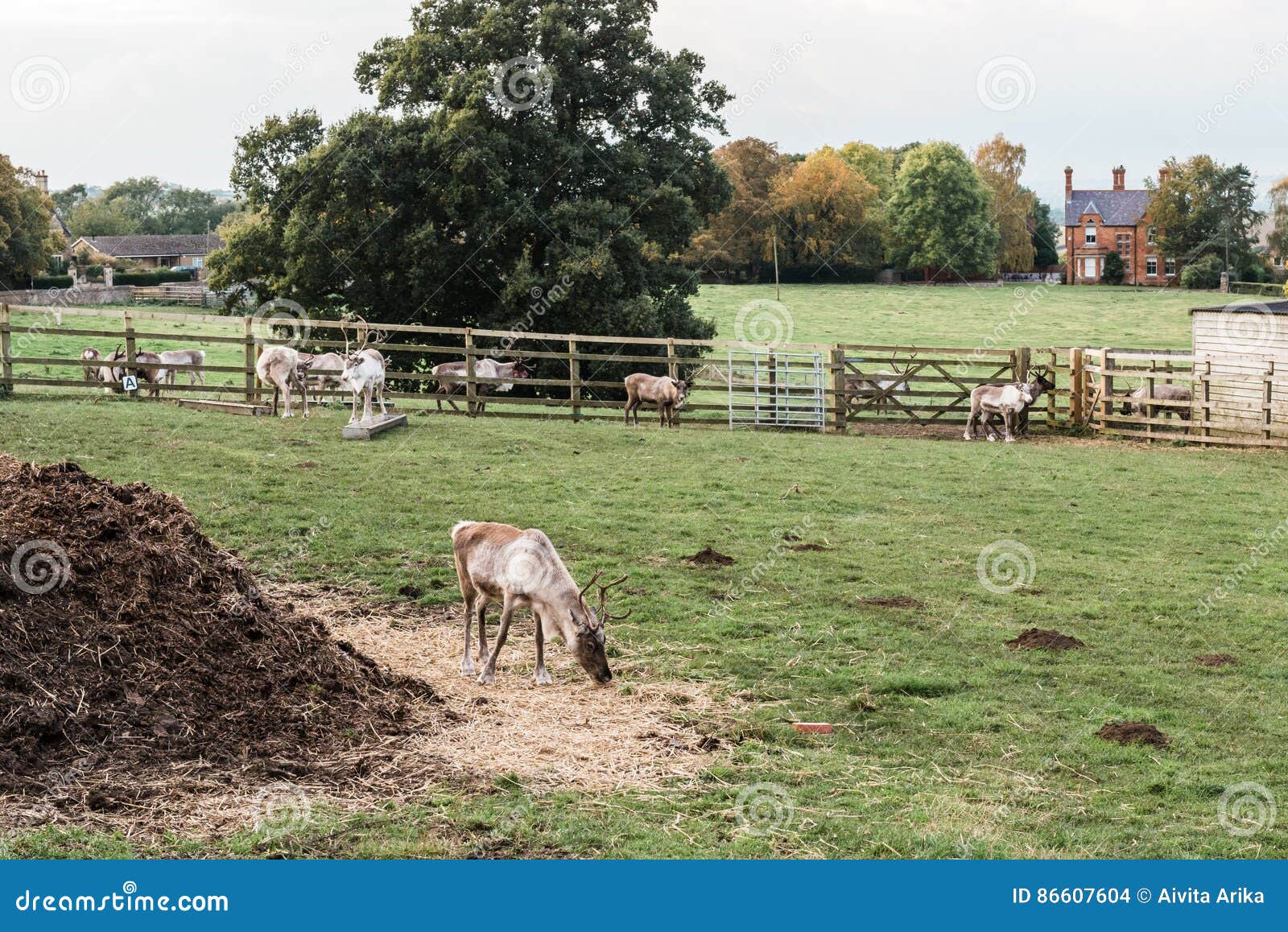 Deers in the farm stock photo. Image of nature, green - 86607604