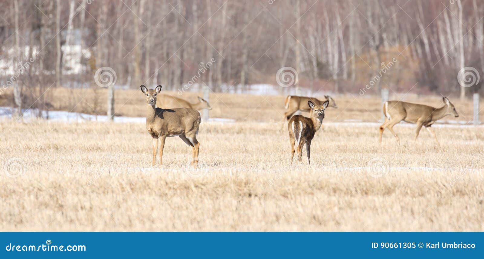 Deers in a field stock image. Image of deers, beauty - 90661305