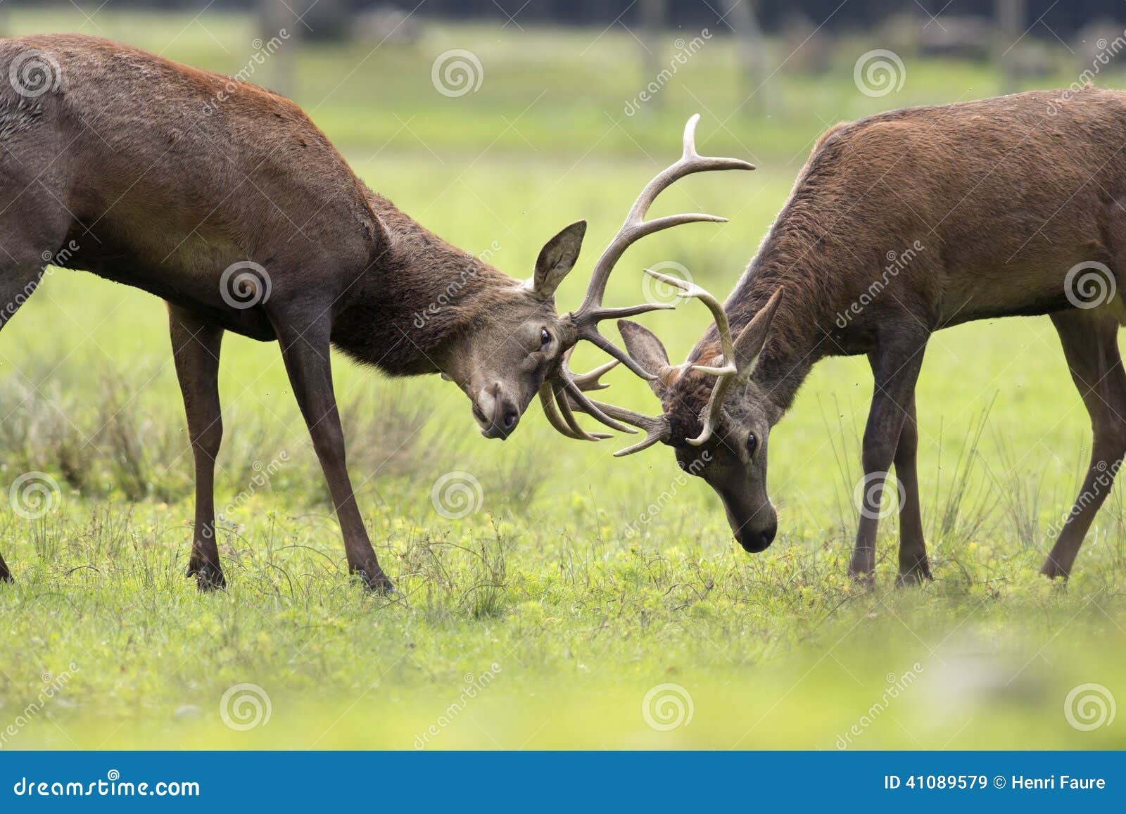 Deers fighting stock image. Image of animal, snout, savanna - 41089579