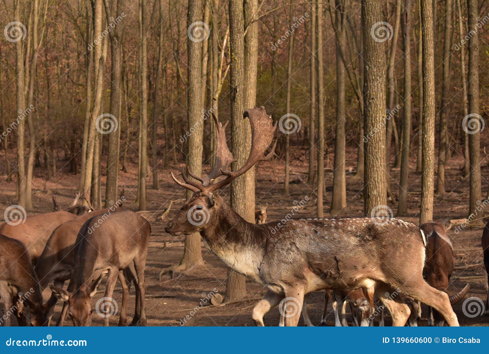 Deers in the forest stock photo. Image of nature, deer - 139660600