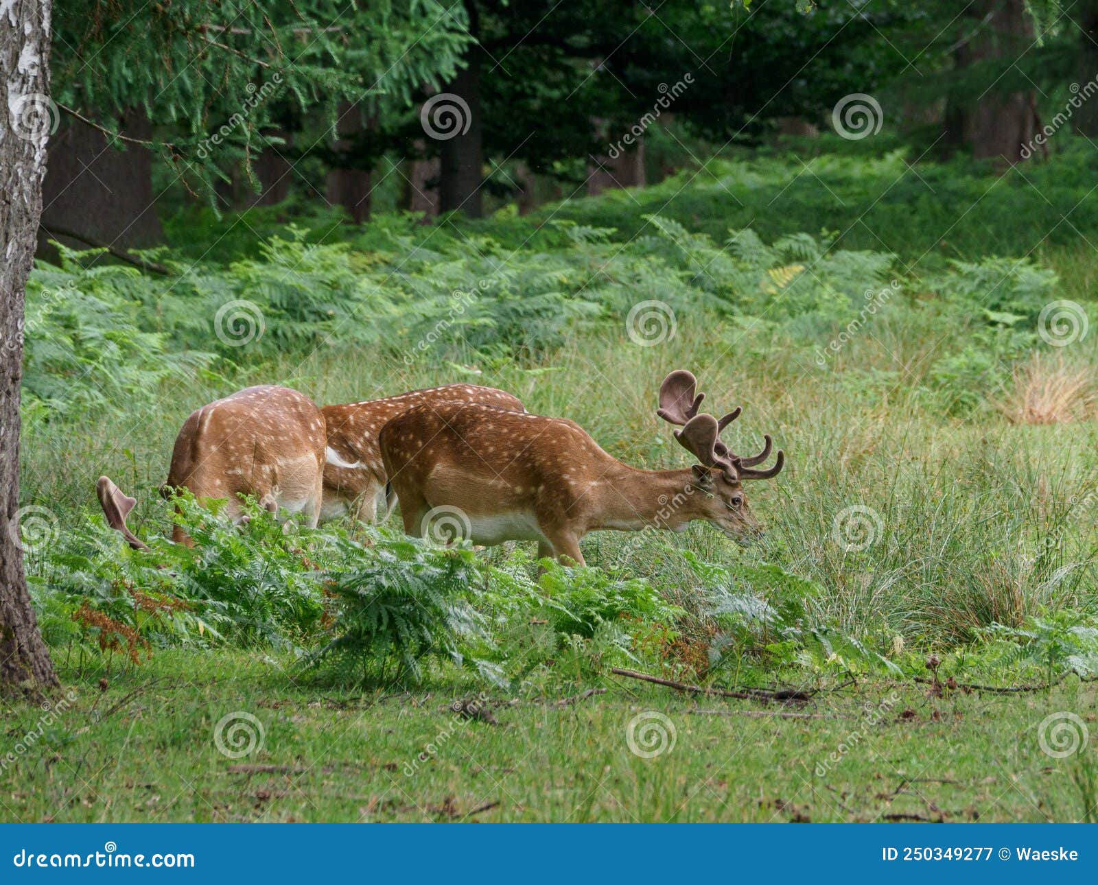 Deers in a german forest stock image. Image of wild - 250349277