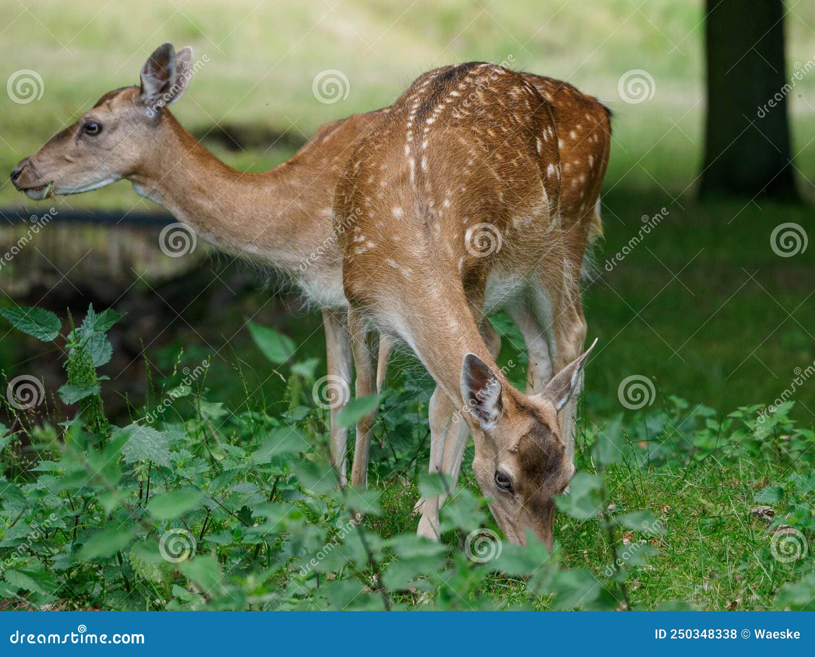 Deers in a german forest stock photo. Image of wild - 250348338