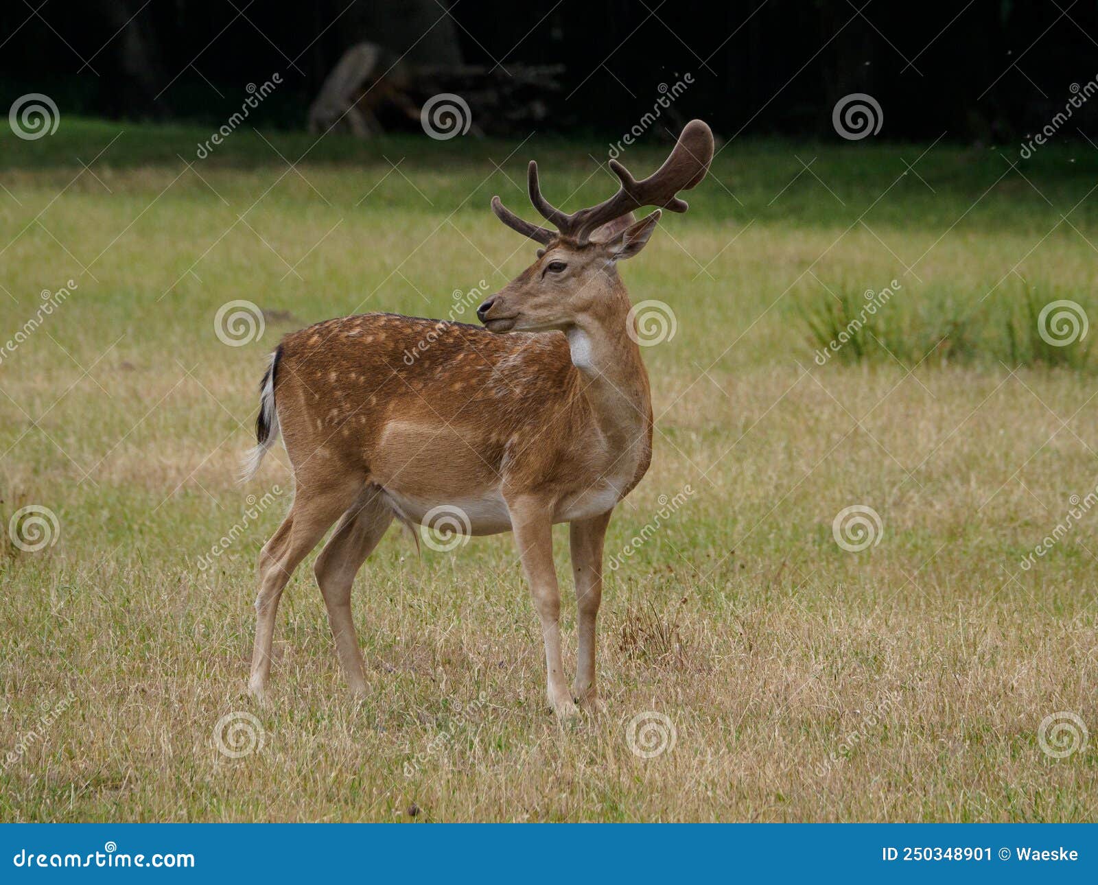 Deers in a german forest stock image. Image of muensterland - 250348901