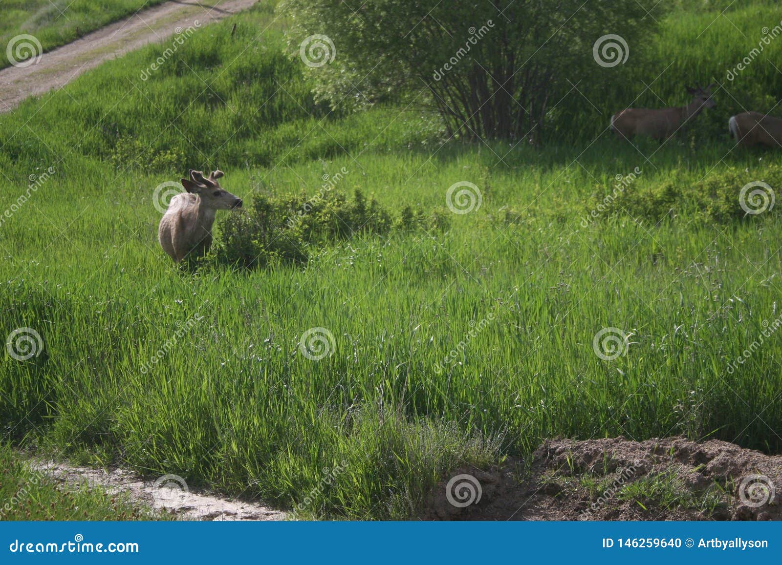 Deer in grass stock photo. Image of mammals, rural, peaceful - 146259640