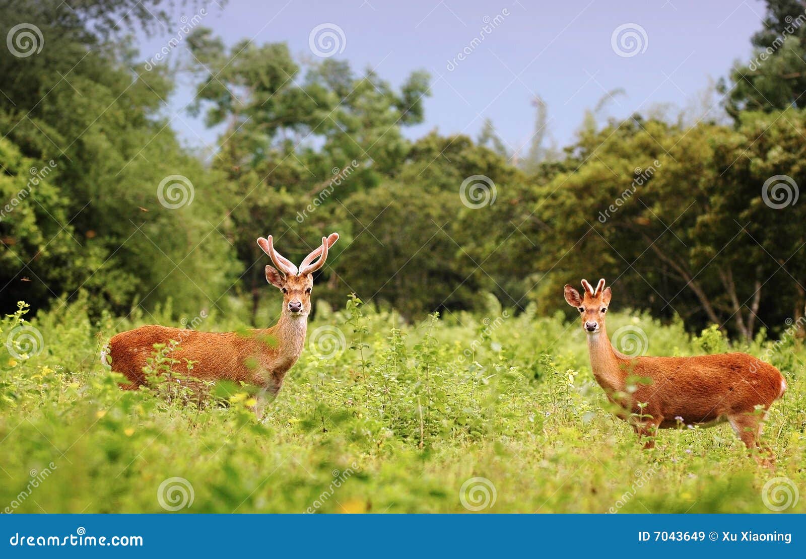 Deers in the jungle stock image. Image of deer, china - 7043649