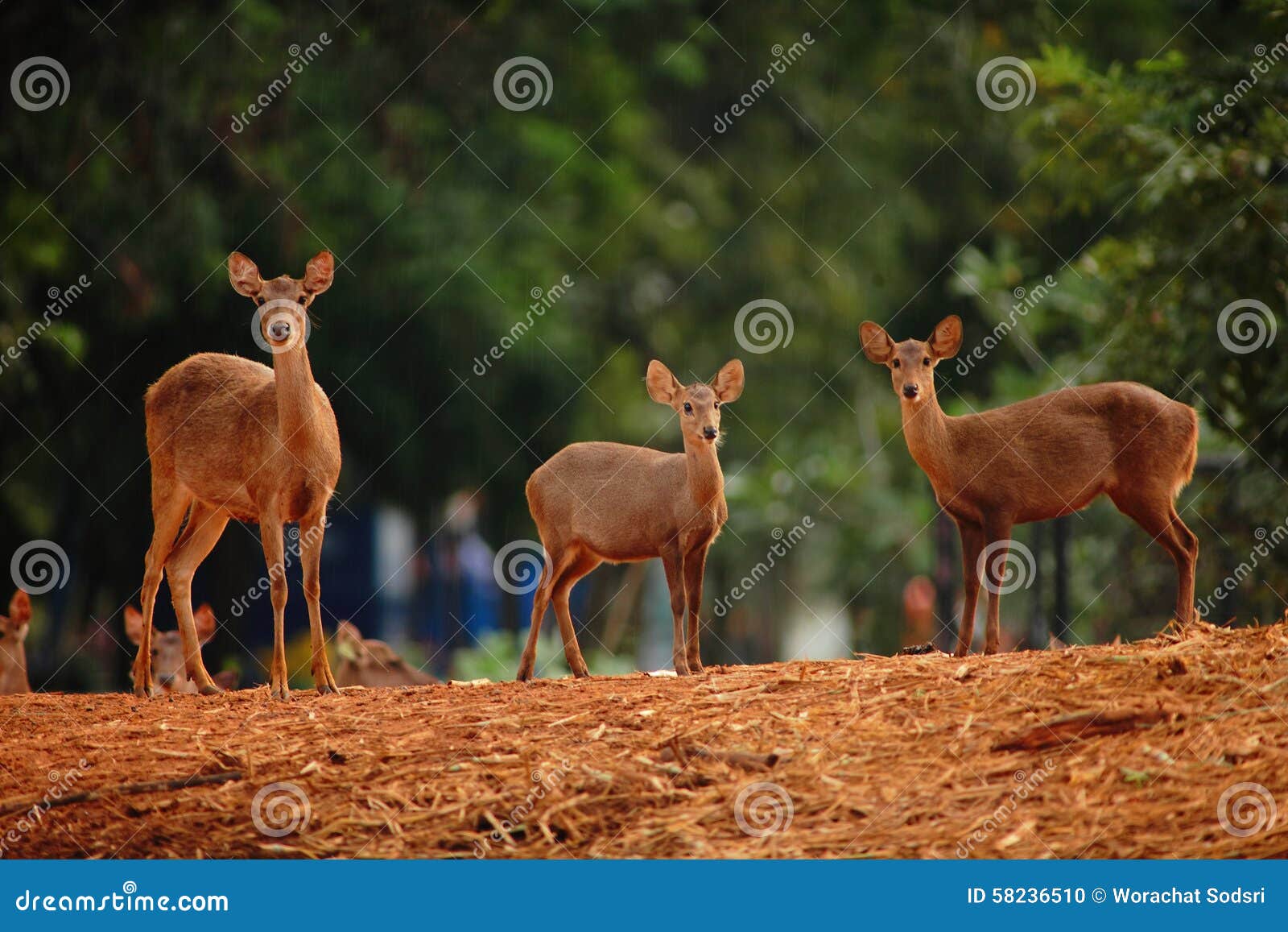 Deers stock photo. Image of outdoors, mammal, life, hoofed - 58236510
