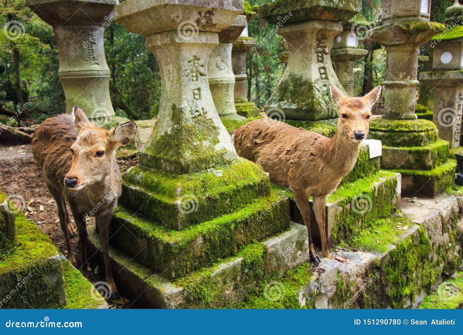 Bowing Deer in Nara Park, Japan Stock Photo - Image of lanterns, mossy ...