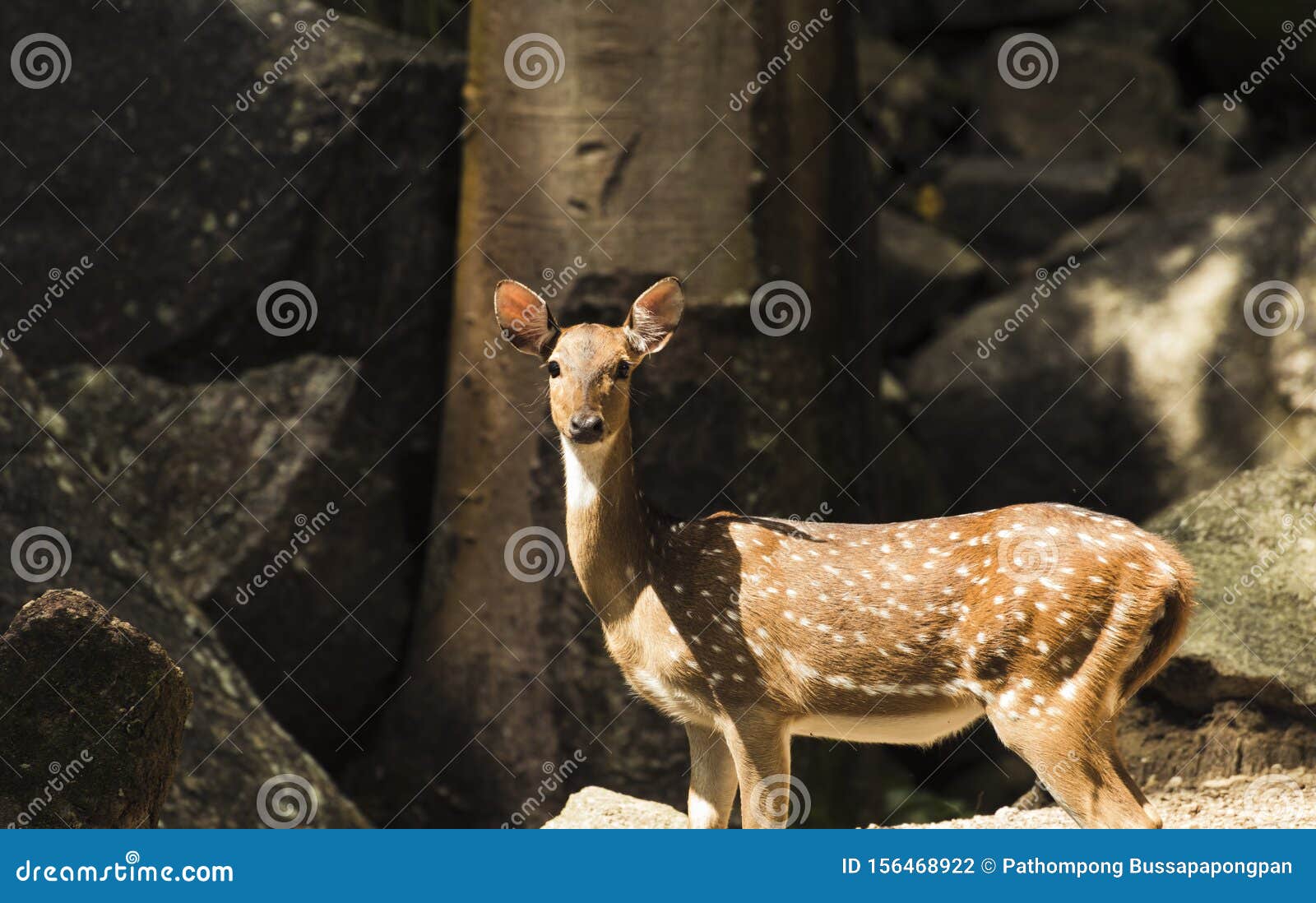 The Deers in the open zoo stock photo. Image of jungle - 156468922
