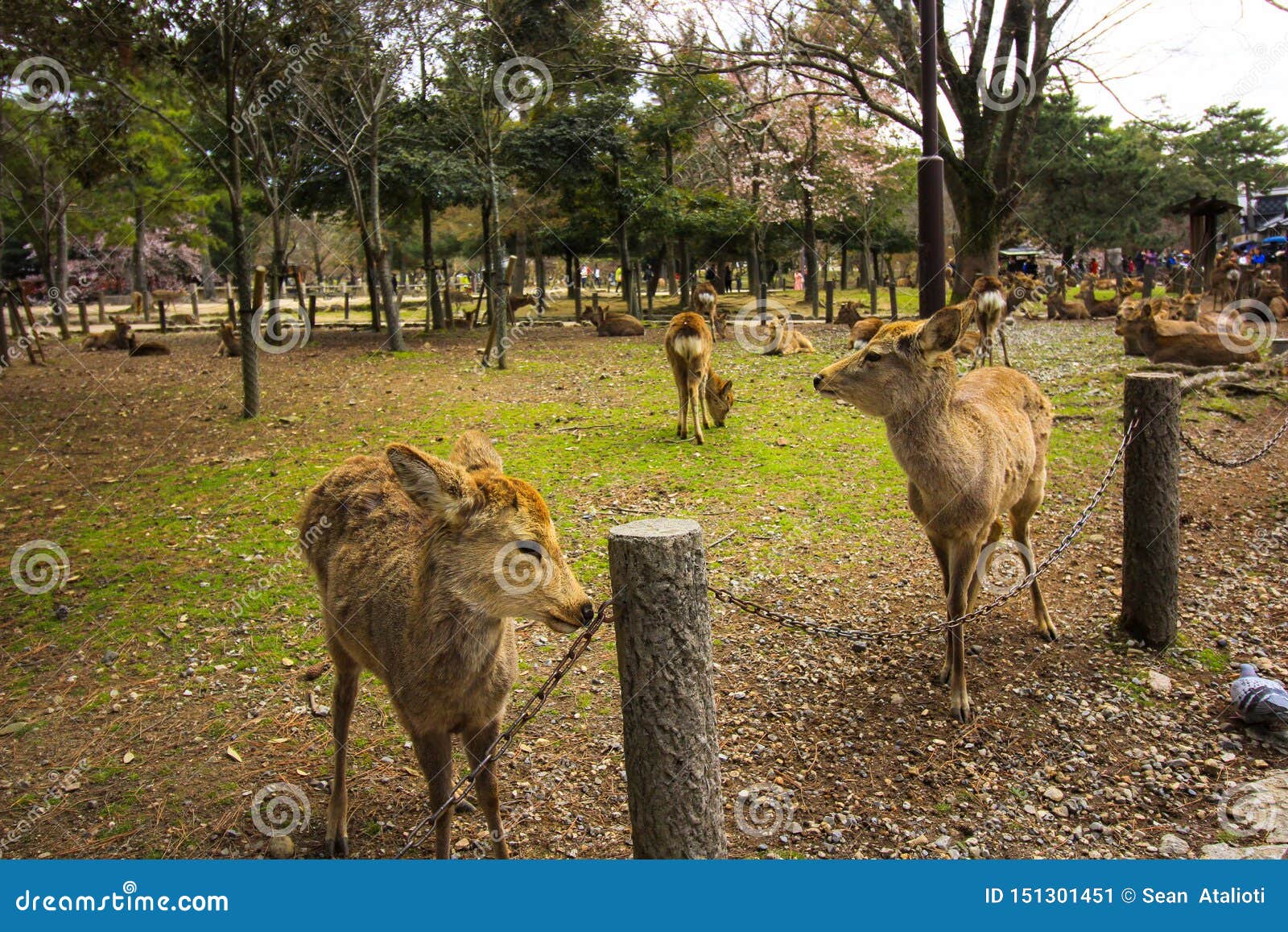 Two Bowing Deers in Nara Park, Waiting for Food from Tourists Editorial ...
