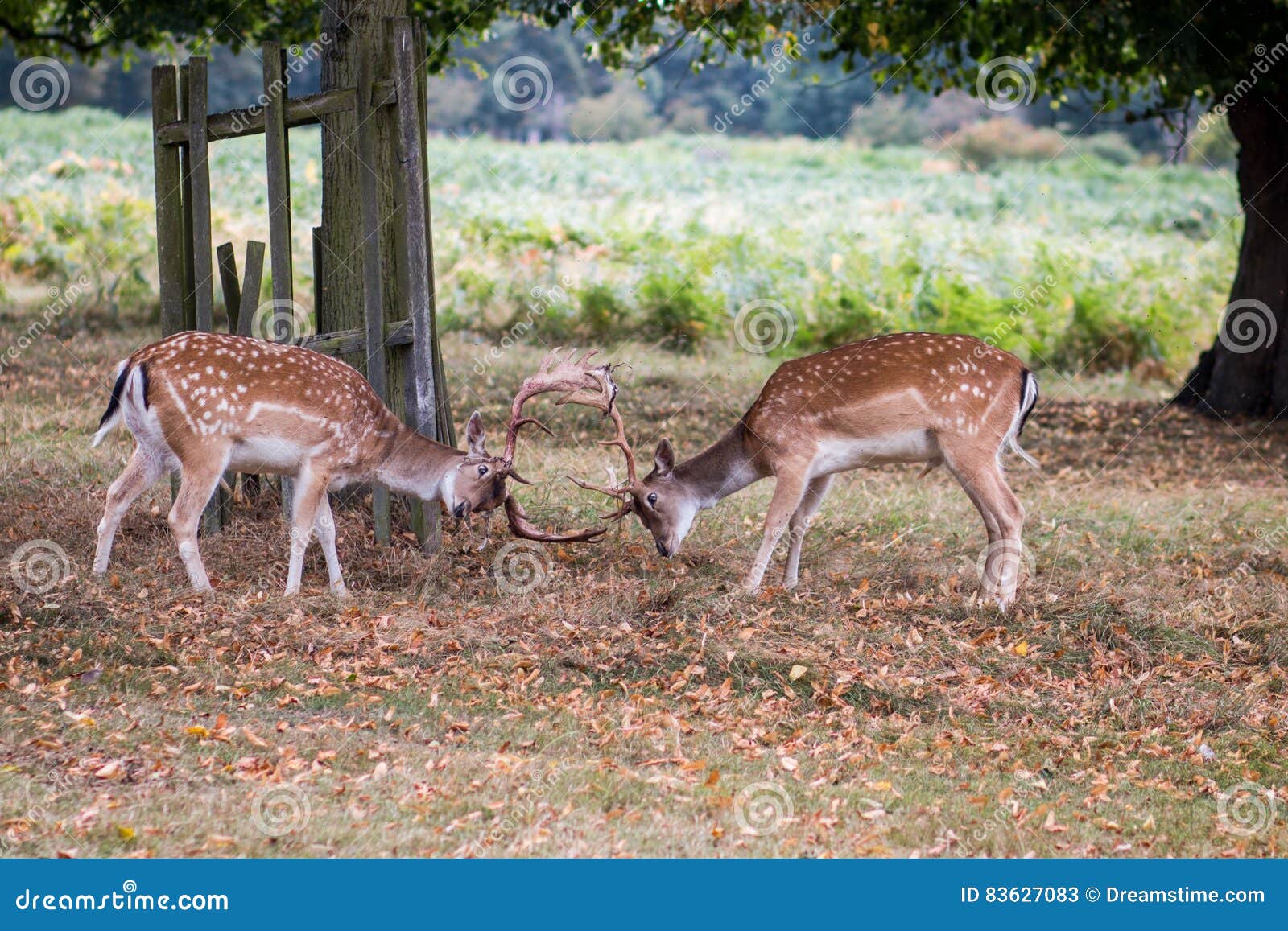 Deers at play stock image. Image of fighting, speckled - 83627083