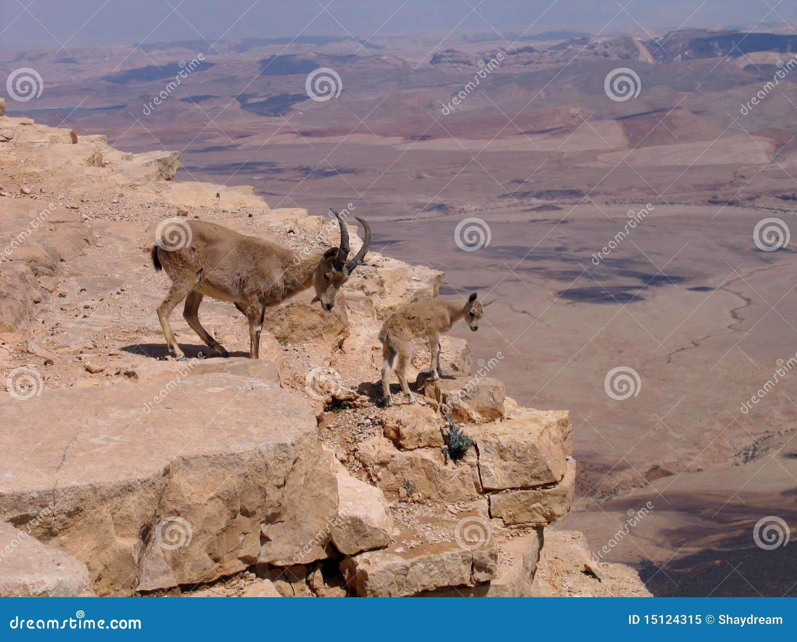 Deers at Ramon Crater (Makhtesh), Israel Stock Image - Image of life ...