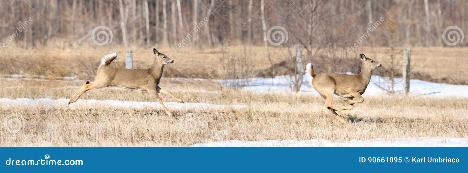 Deers running stock image. Image of spring, nature, forest - 90661095