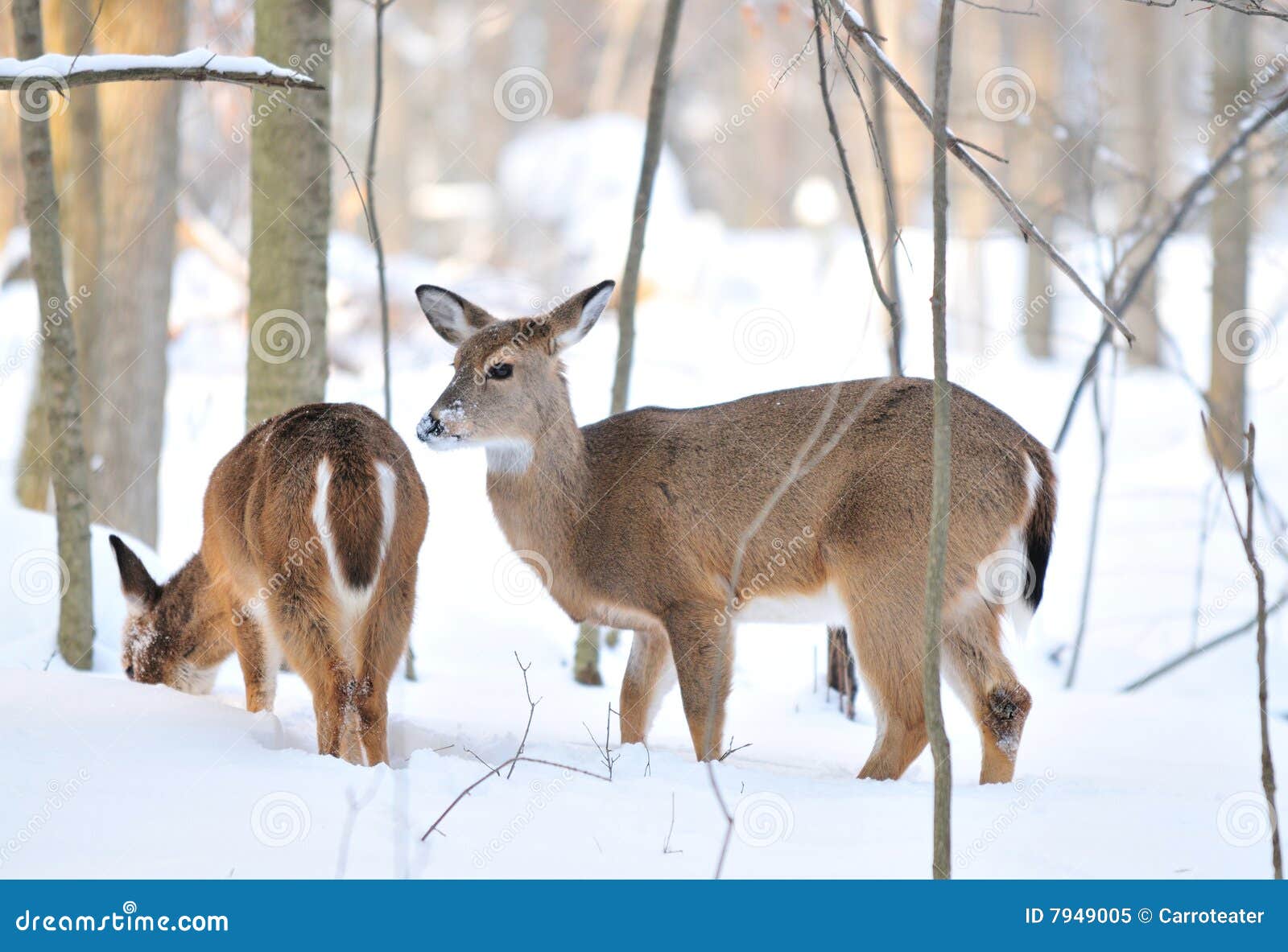Deers in the Snowy Mountain Stock Image - Image of celebration ...