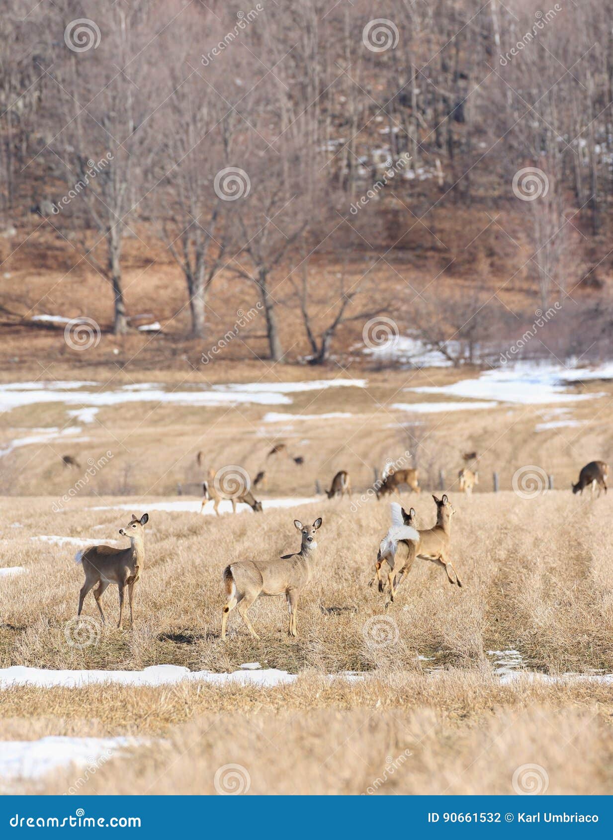 Deers during spring stock photo. Image of snow, forest - 90661532