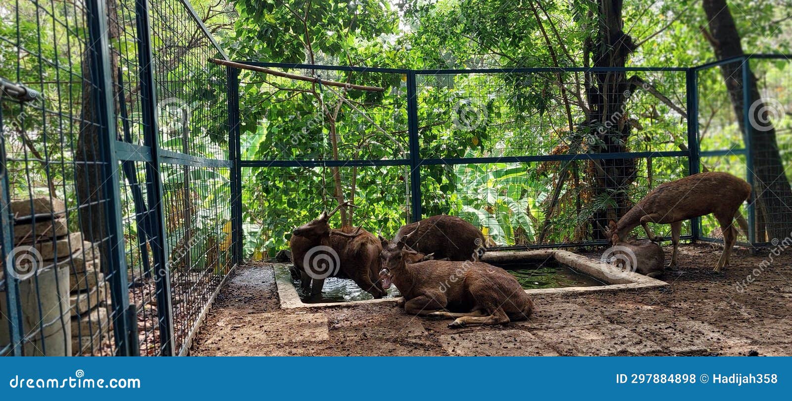 The Deers Took a Bath Together in the Pool Stock Photo - Image of togin ...
