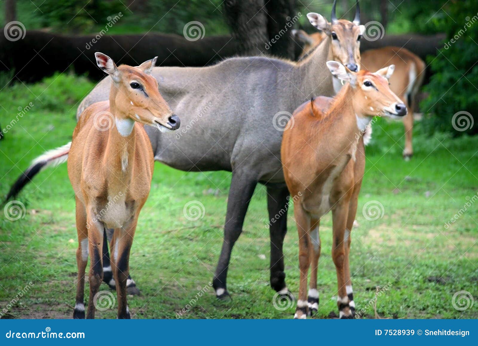 Deers in Tropical Forest stock image. Image of tailed - 7528939