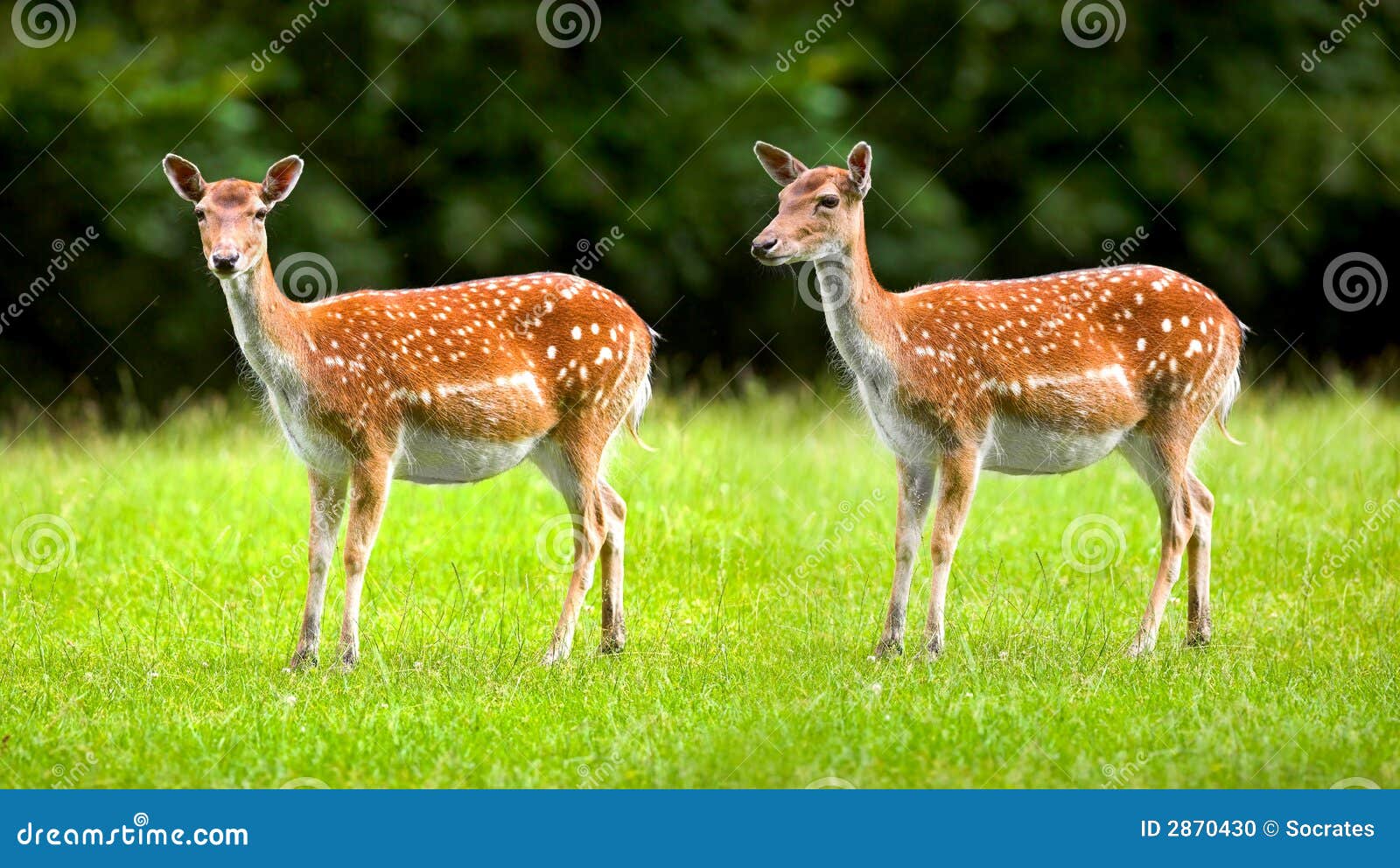 Deers - wild doe stock photo. Image of fresh, deer, colorful - 2870430