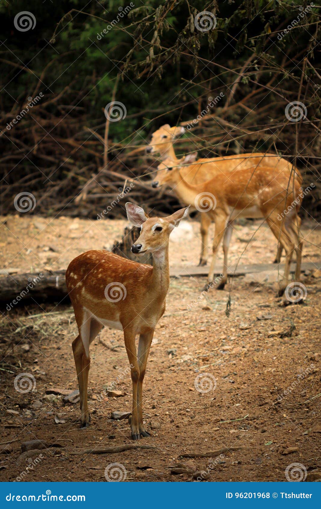 Deers in zoo stock photo. Image of national, life, brown - 96201968