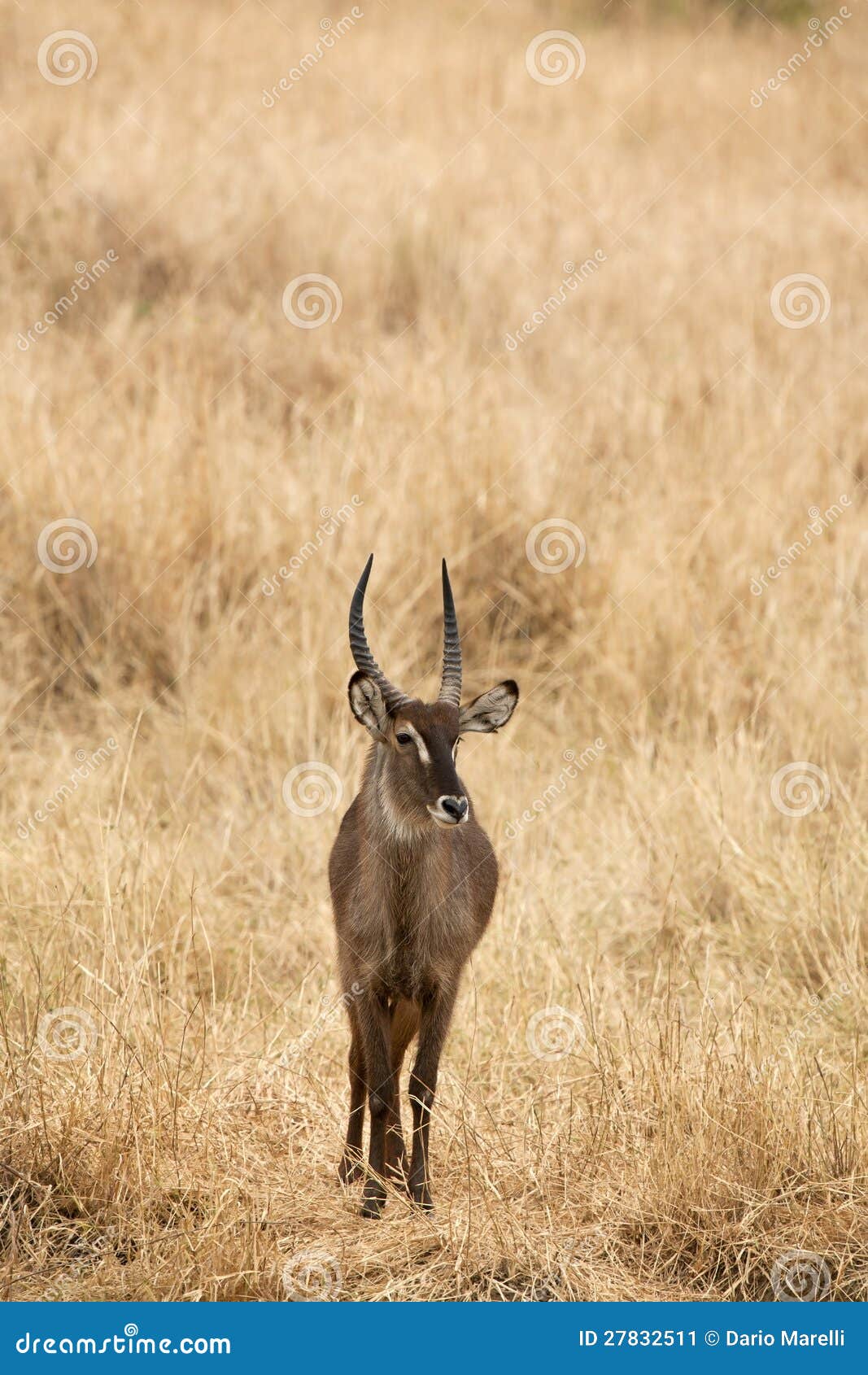 Defassa Waterbuck 7312 stock image. Image of horn, fauna - 27832511