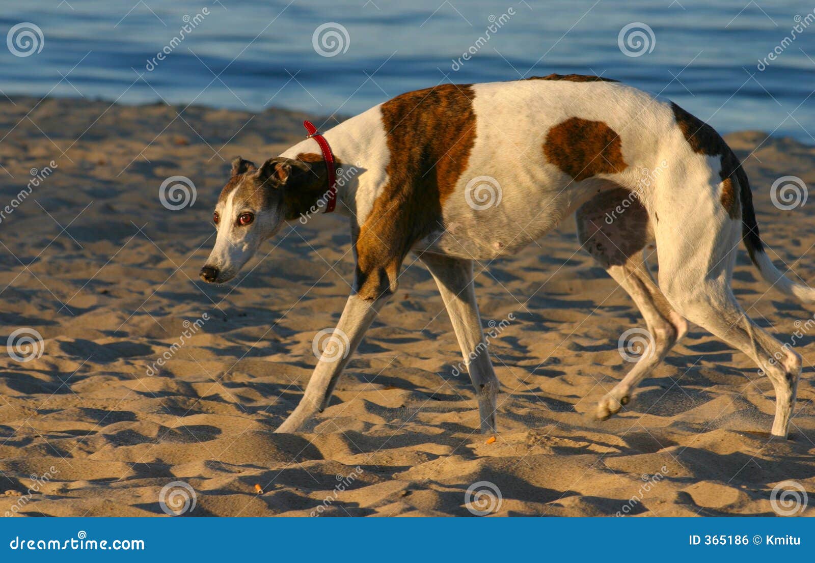 Defeated Dog Looking Towards the Camera Stock Photo - Image of alone ...