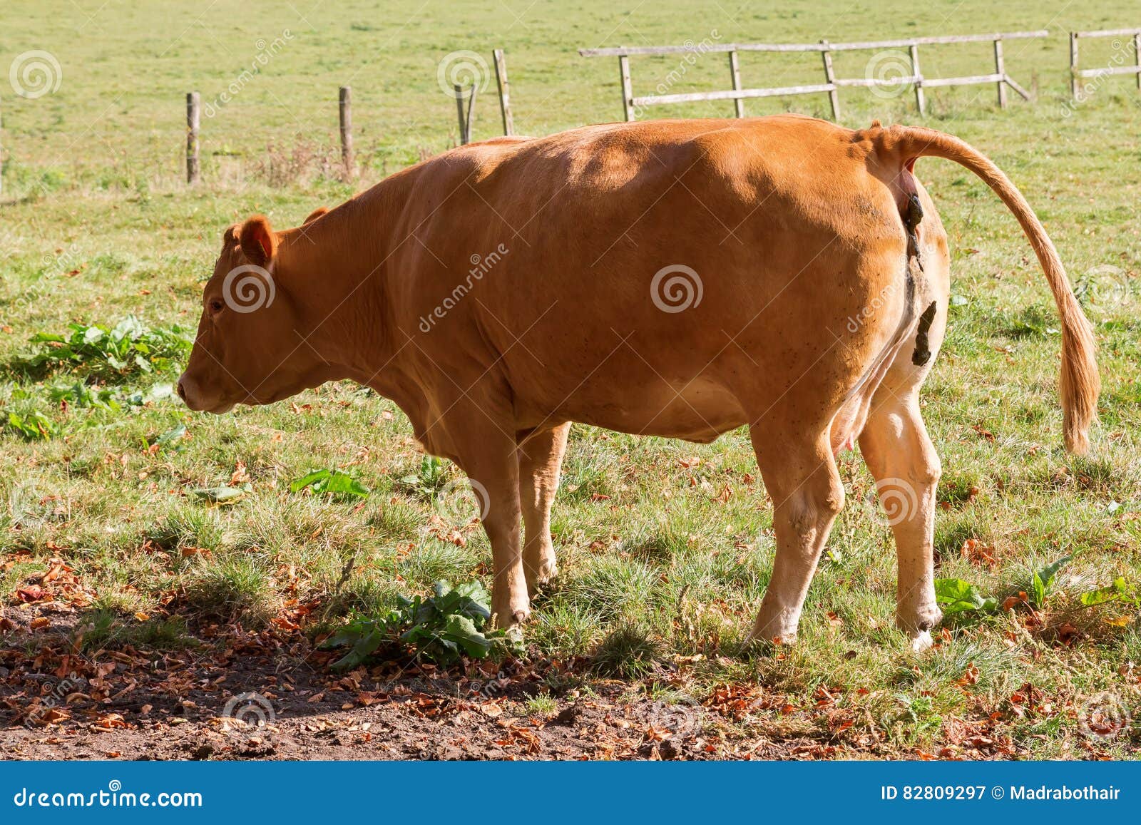 Defecación De La Vaca En El Campo Imagen de archivo - Imagen de granja ...